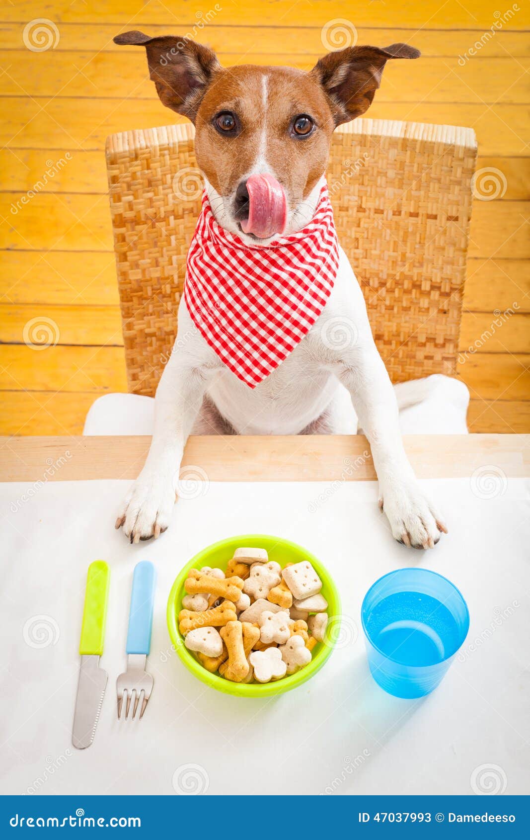 Perro hambriento imagen de archivo. Imagen de animal - 47037993