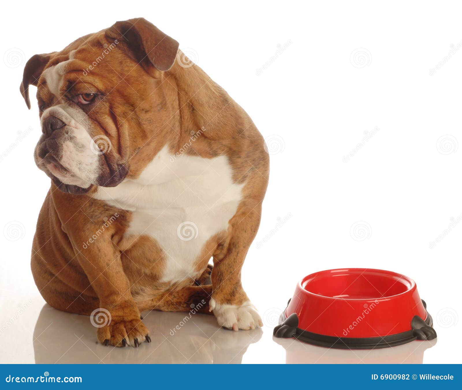 Perro hambriento foto de archivo. Imagen de adorable, vida - 6900982