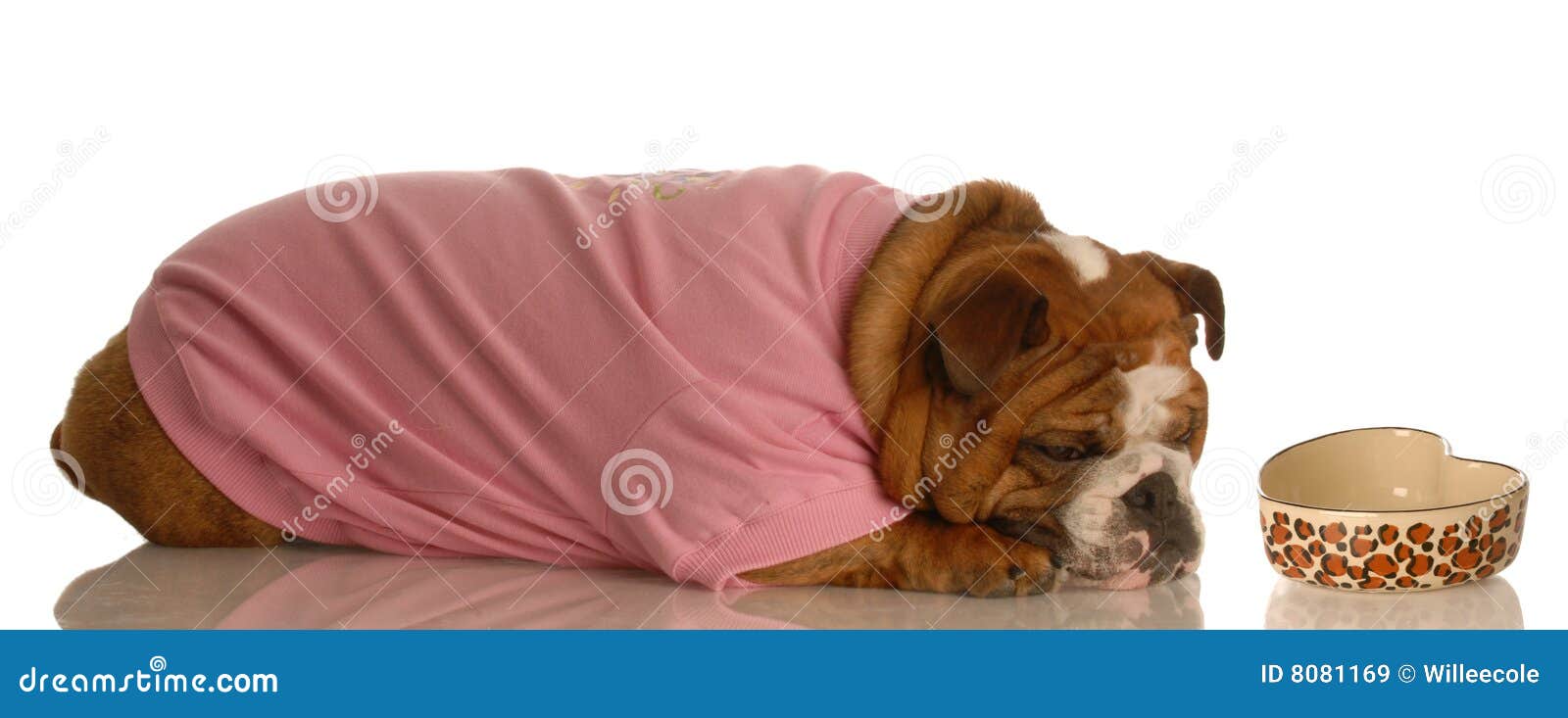 Perro hambriento imagen de archivo. Imagen de buldog, adorable - 8081169