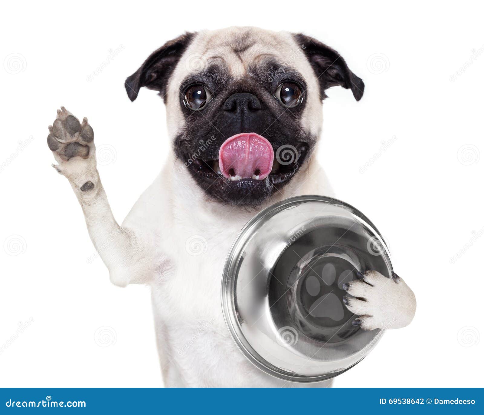 Perro Hambriento Con El Cuenco Foto de archivo - Imagen de animal ...