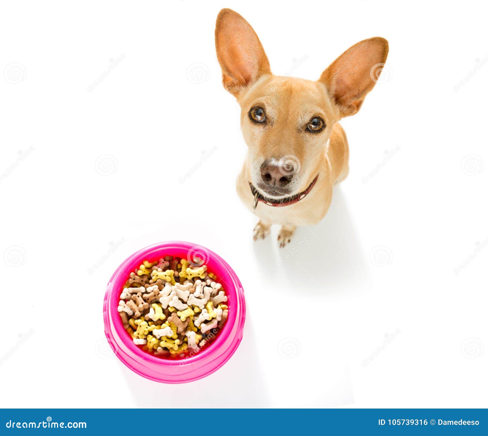 Perro Hambriento Con El Cuenco De La Comida Foto de archivo - Imagen de ...