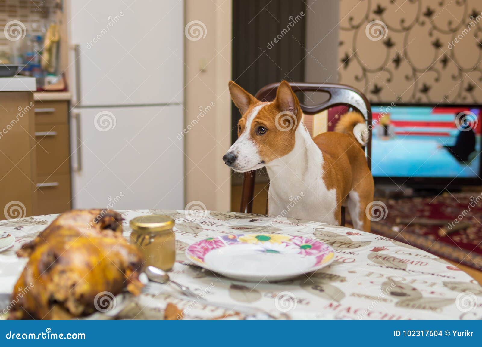 Perro Hambriento De Basenji Tomado Su Lugar En La Tabla De Cena Foto de ...