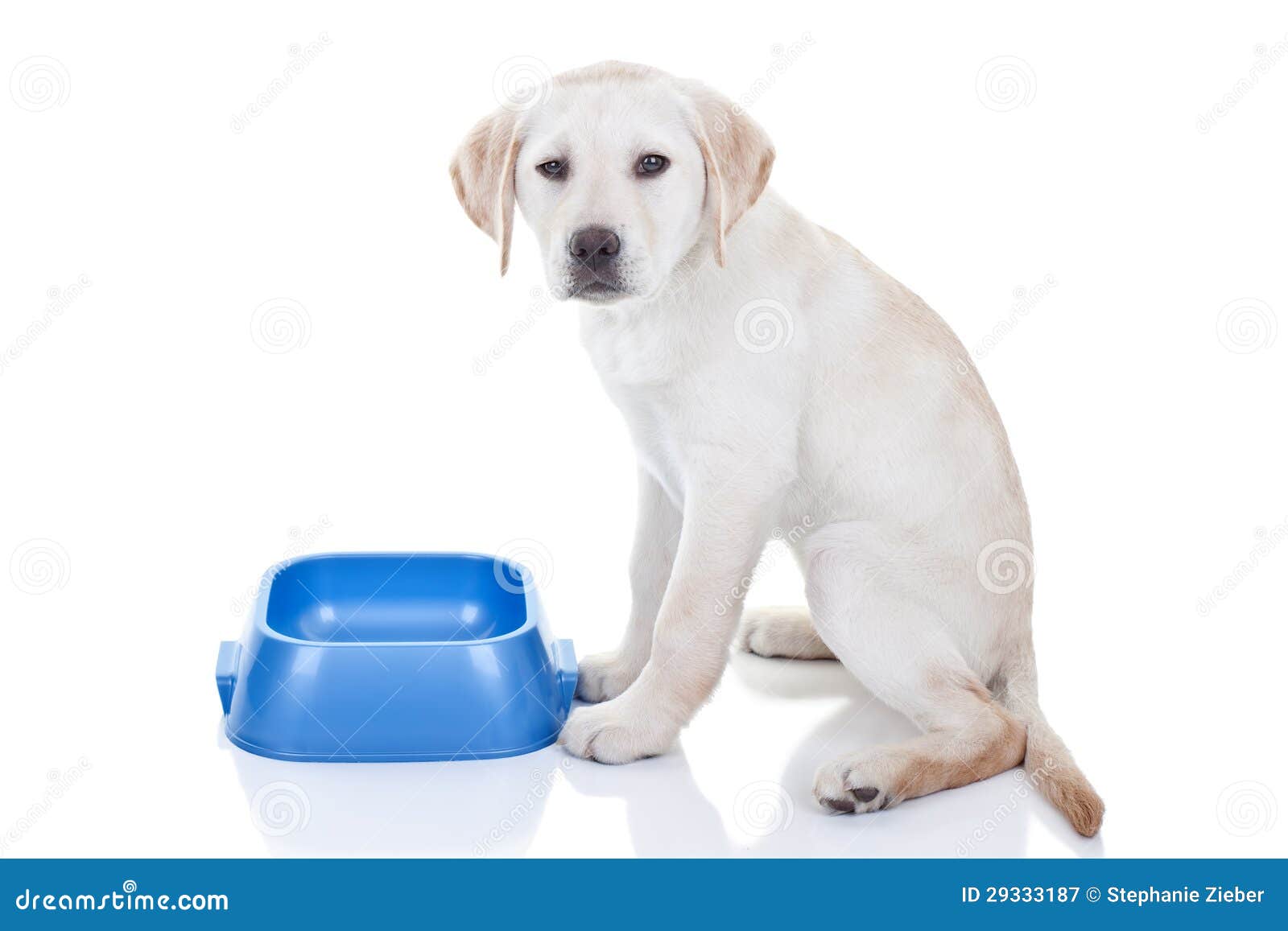 Perro hambriento divertido imagen de archivo. Imagen de fondo - 29333187