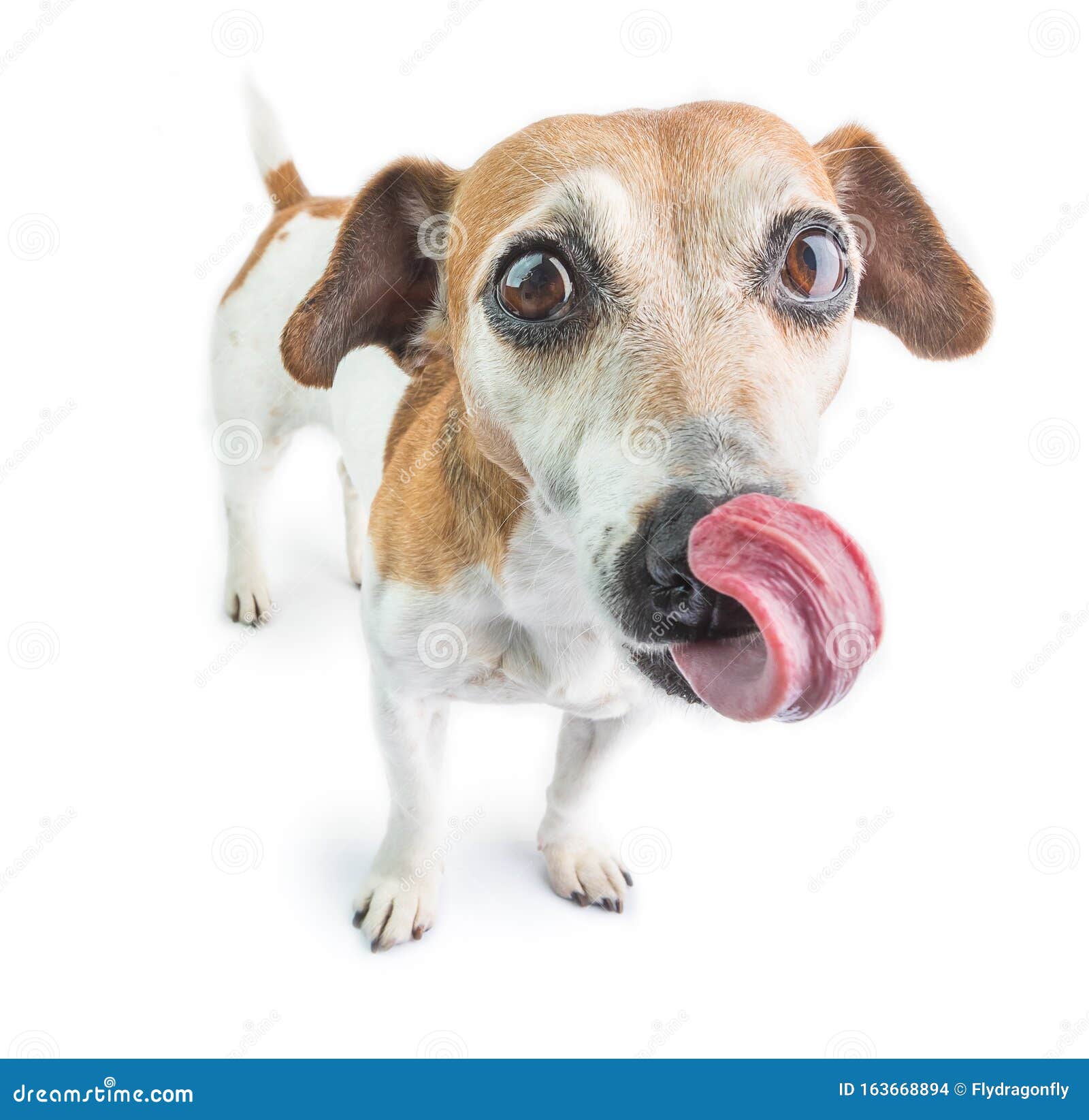 Perro Hambriento Lamiendo Esperando Comida Deliciosa Foto de archivo ...