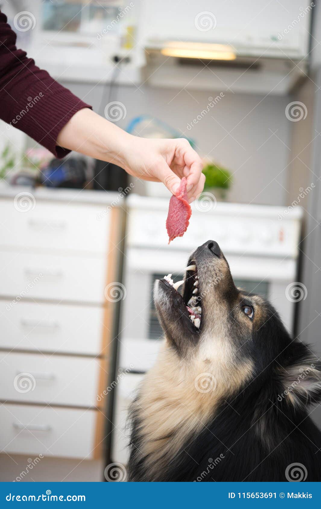 Perro Hambriento Que Come Un Pedazo De Carne Imagen de archivo - Imagen ...
