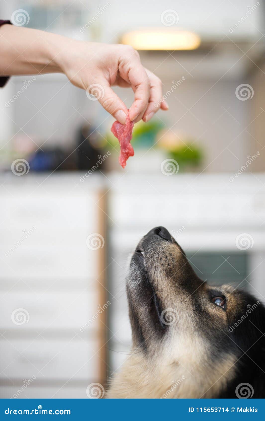 Perro Hambriento Que Come Un Pedazo De Carne Foto de archivo - Imagen ...