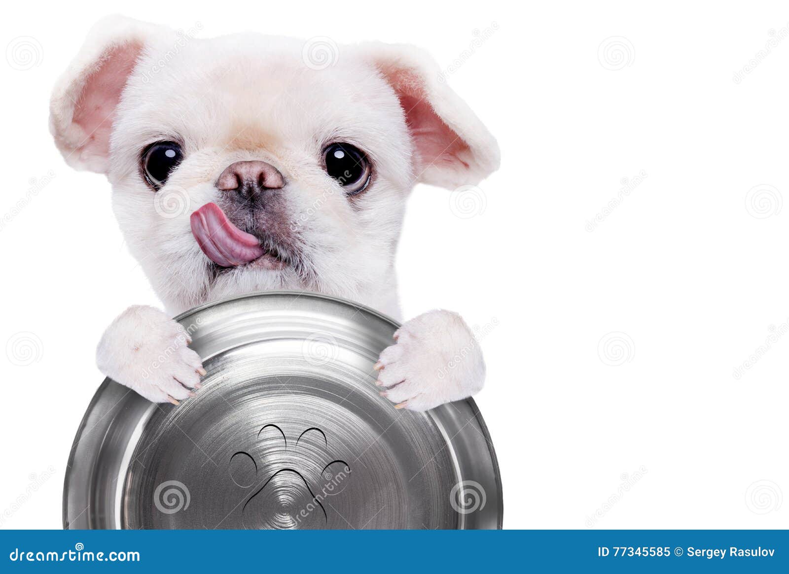 Perro Hambriento Que Lleva a Cabo El Arco De La Comida Imagen de ...