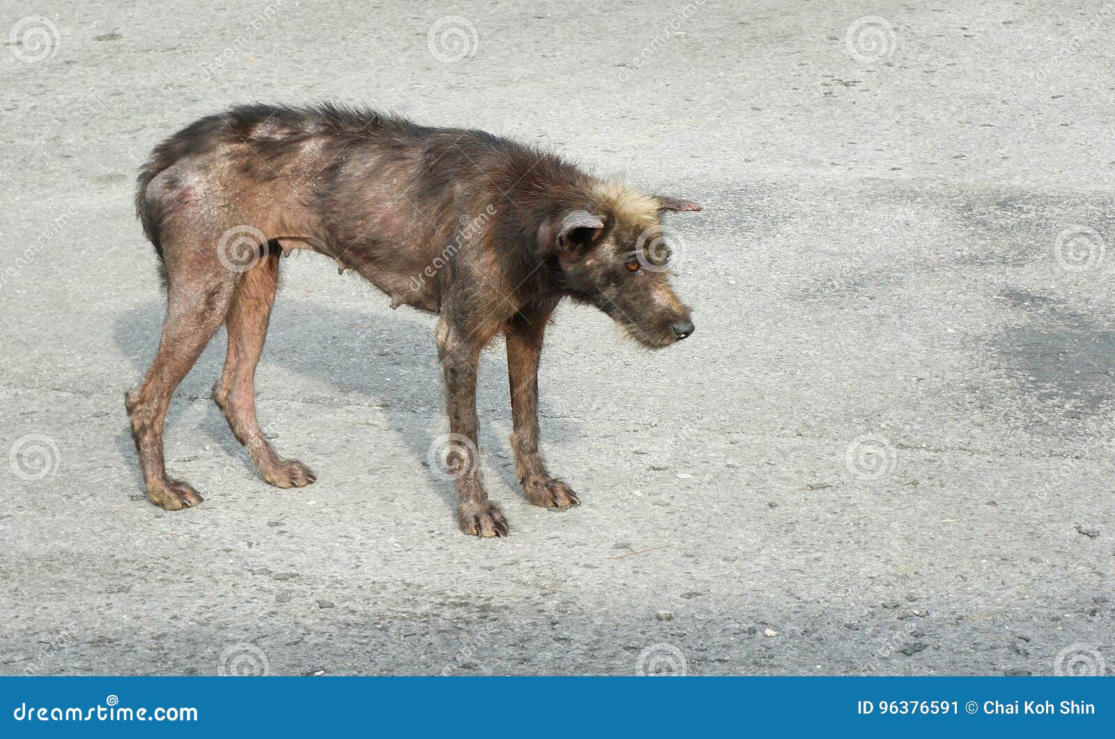 Perro Hambriento Y De La Enfermedad Imagen de archivo - Imagen de ...