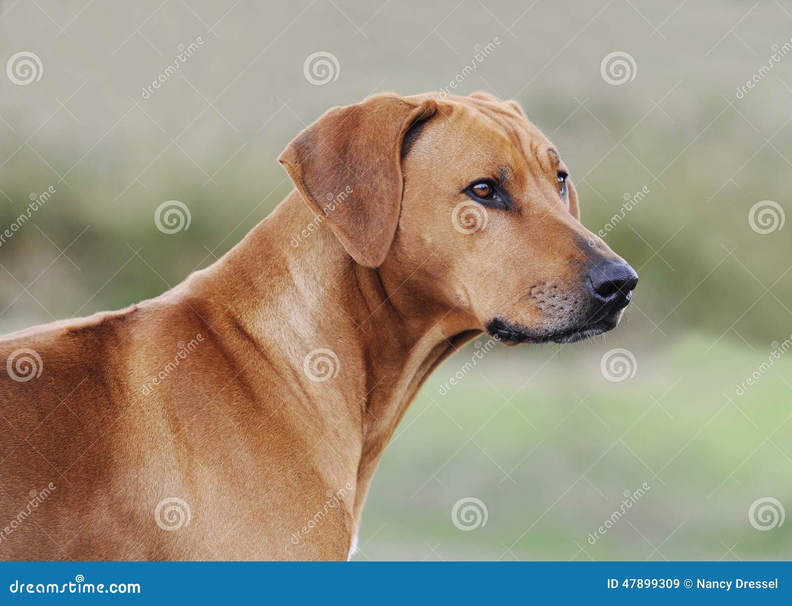 Perro Hermoso De La Hembra De Rhodesian Ridgeback Imagen de archivo ...
