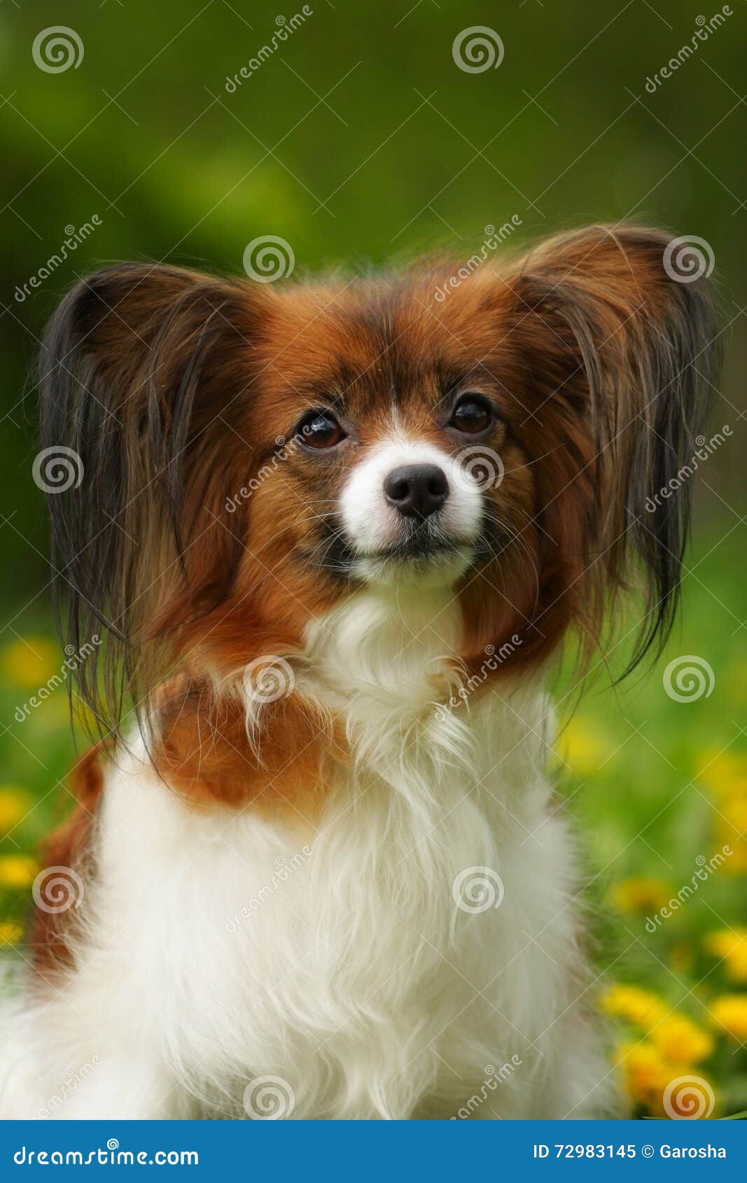 Perro Hermoso De La Raza Papillon Imagen de archivo - Imagen de ...