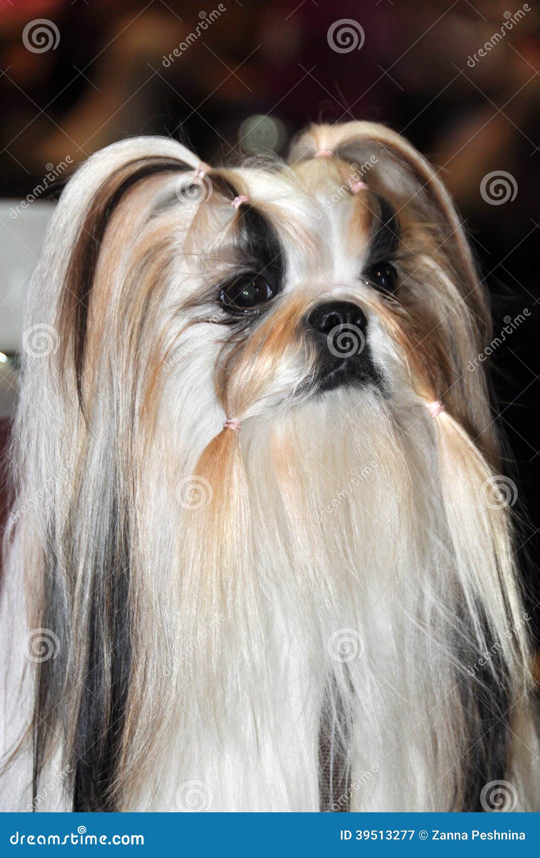 Perro Hermoso De Lhasa Apso Imagen de archivo - Imagen de frondoso ...