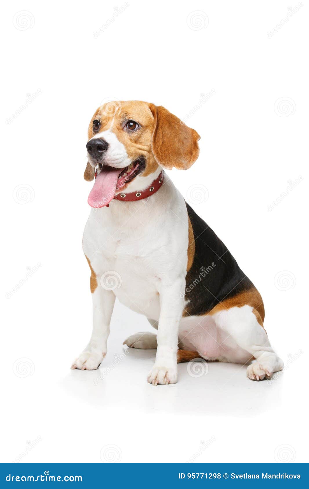 Perro Hermoso Del Beagle Aislado En Blanco Foto de archivo - Imagen de ...