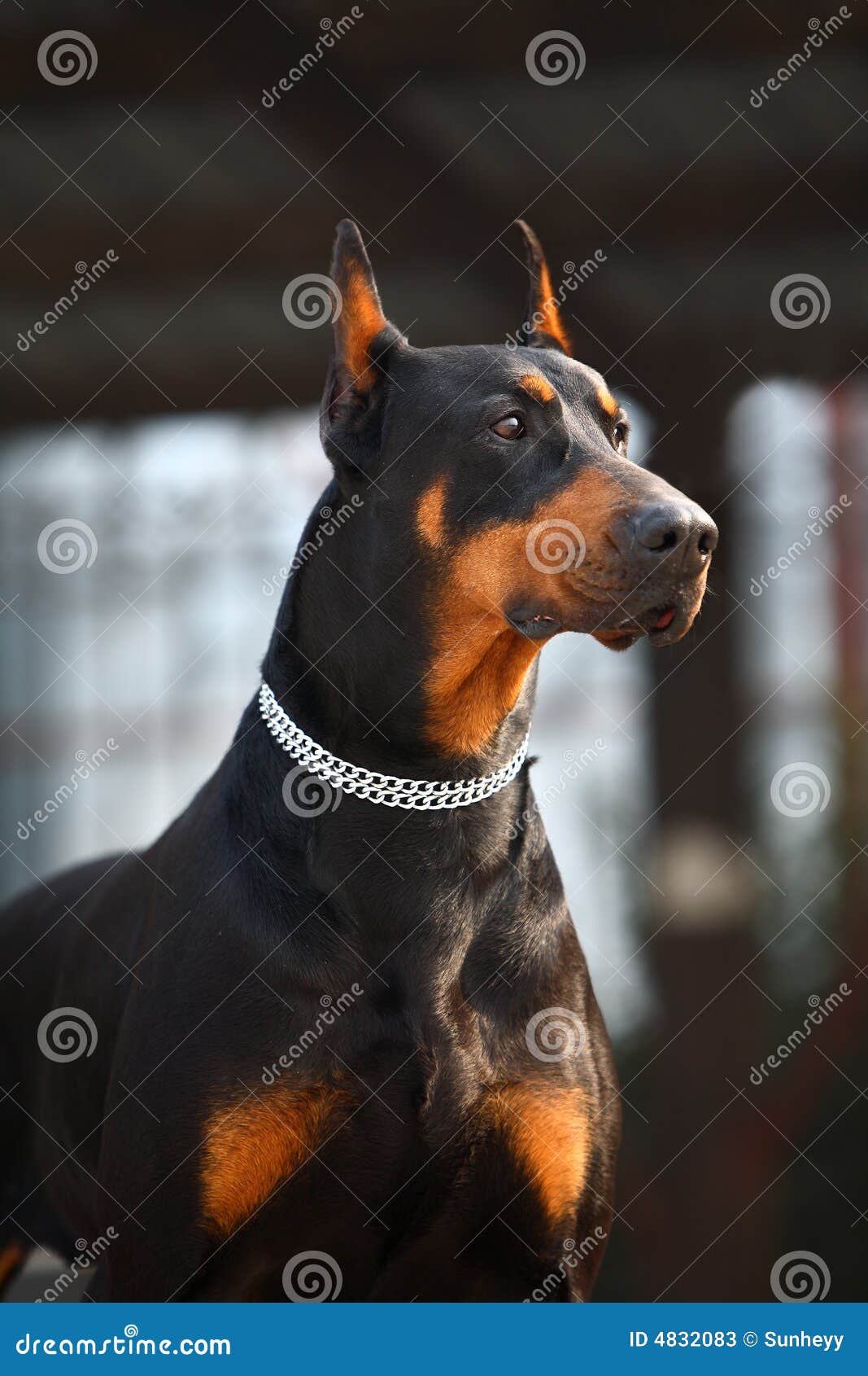 Perro hermoso del doberman imagen de archivo. Imagen de protector - 4832083