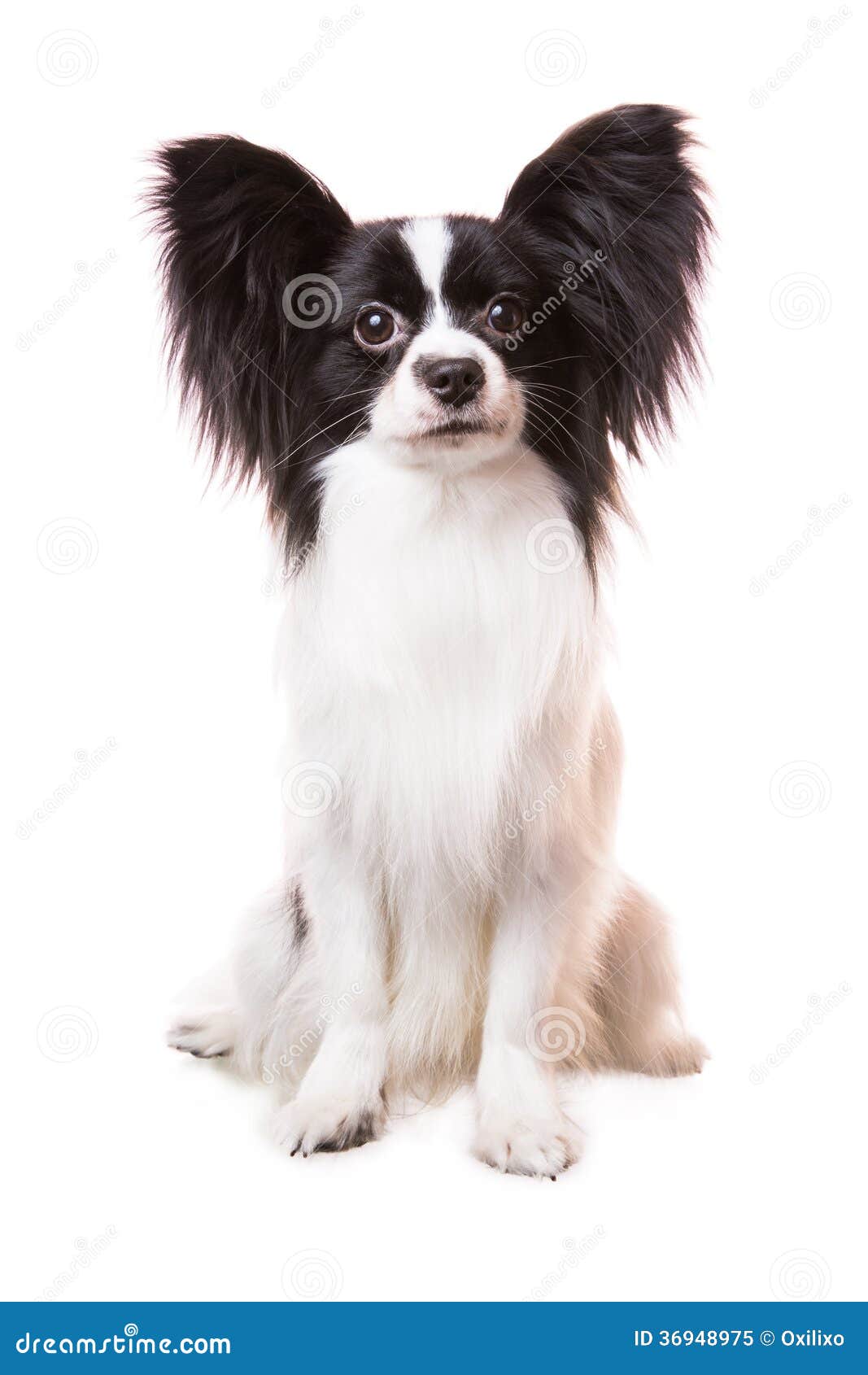 Perro Hermoso Del Papillon Que Se Sienta En Blanco Aislado Imagen de ...