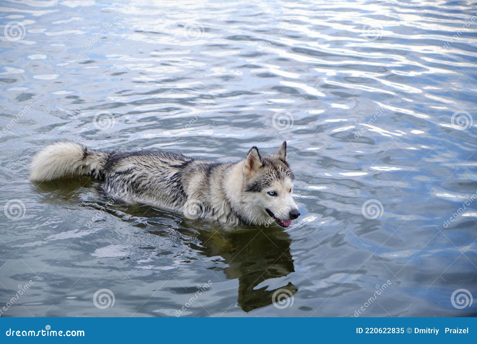 Perro Husky Nadando En El Lago Imagen de archivo - Imagen de nariz ...