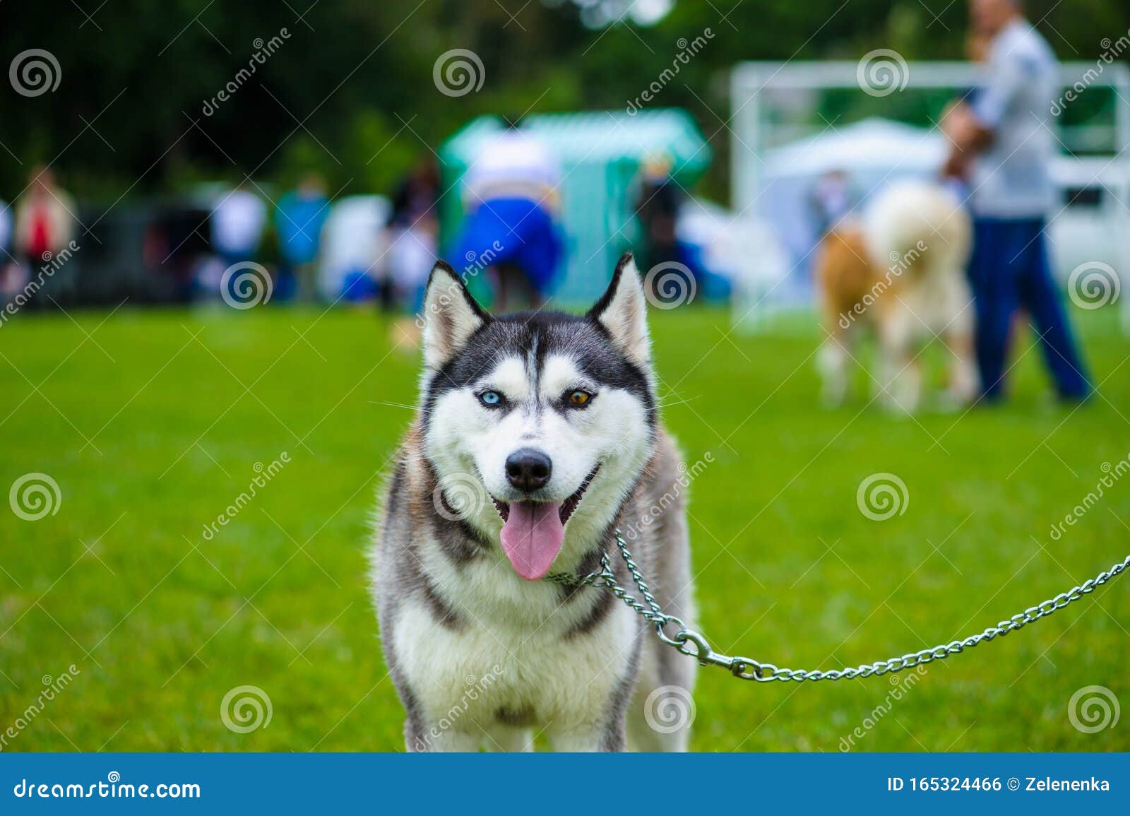 Perro Husky Siberiano foto de archivo. Imagen de agitado - 165324466