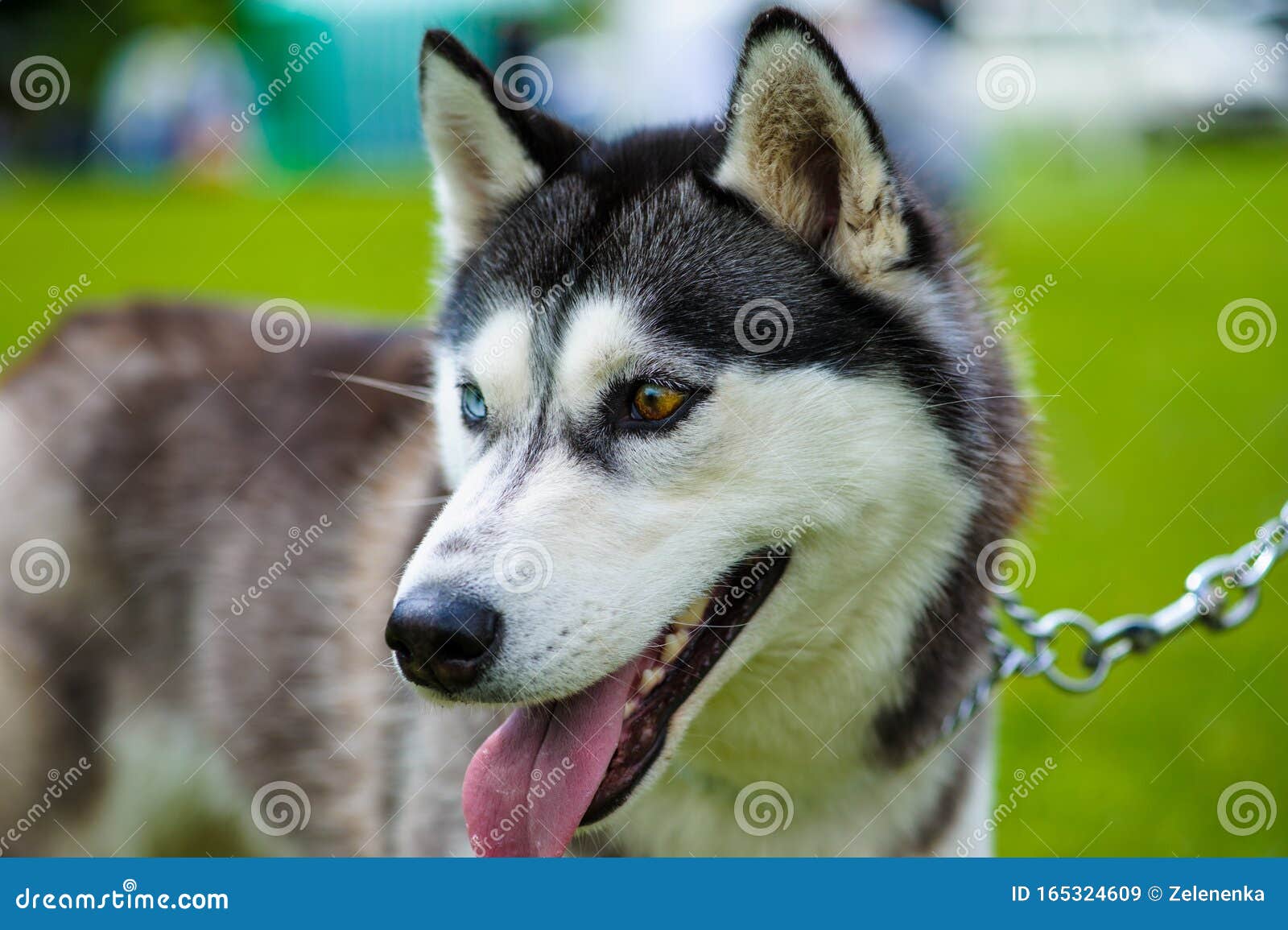 Perro Husky Siberiano imagen de archivo. Imagen de agitado - 165324609