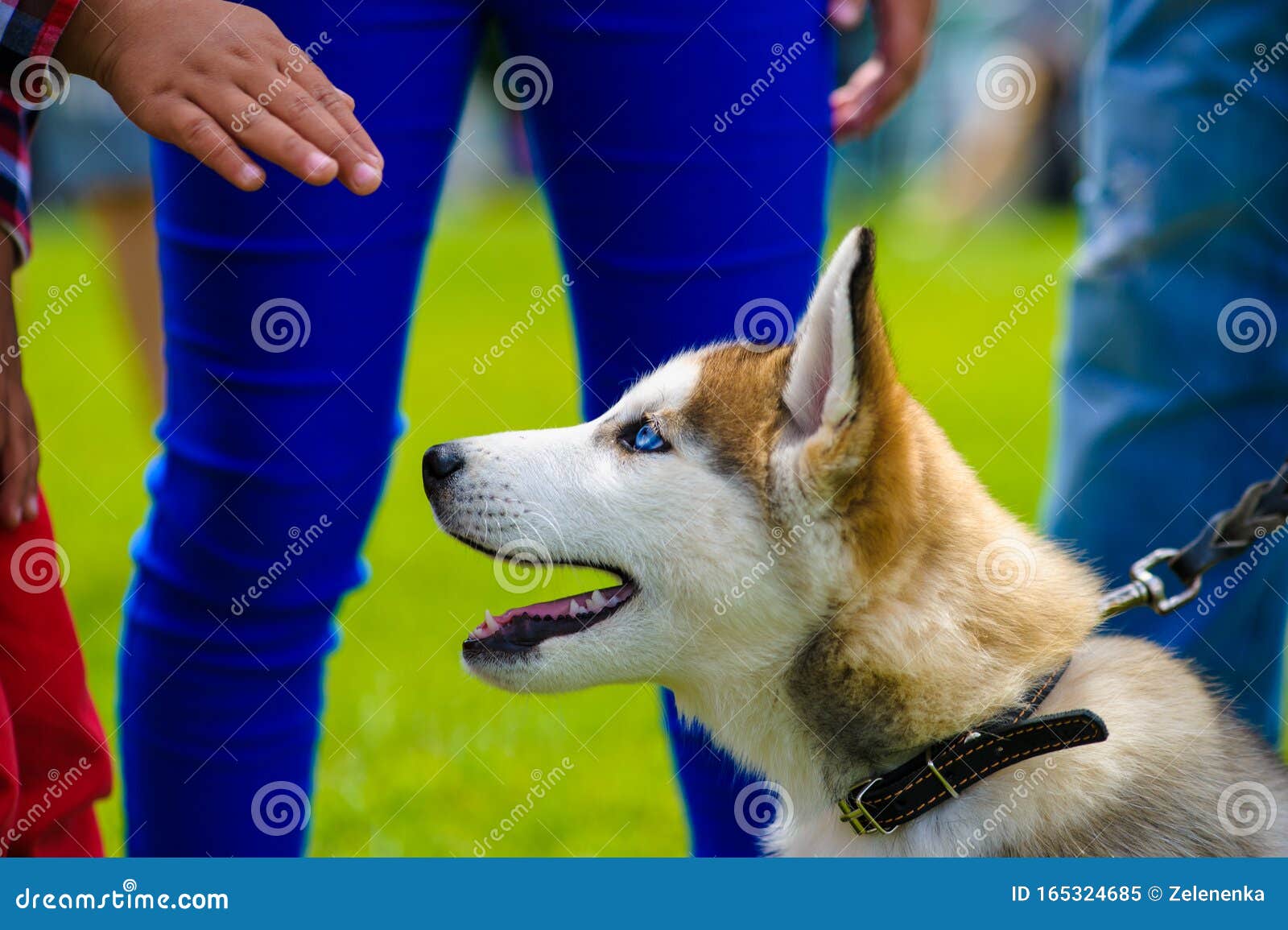 Perro Husky Siberiano imagen de archivo. Imagen de agitado - 165324685