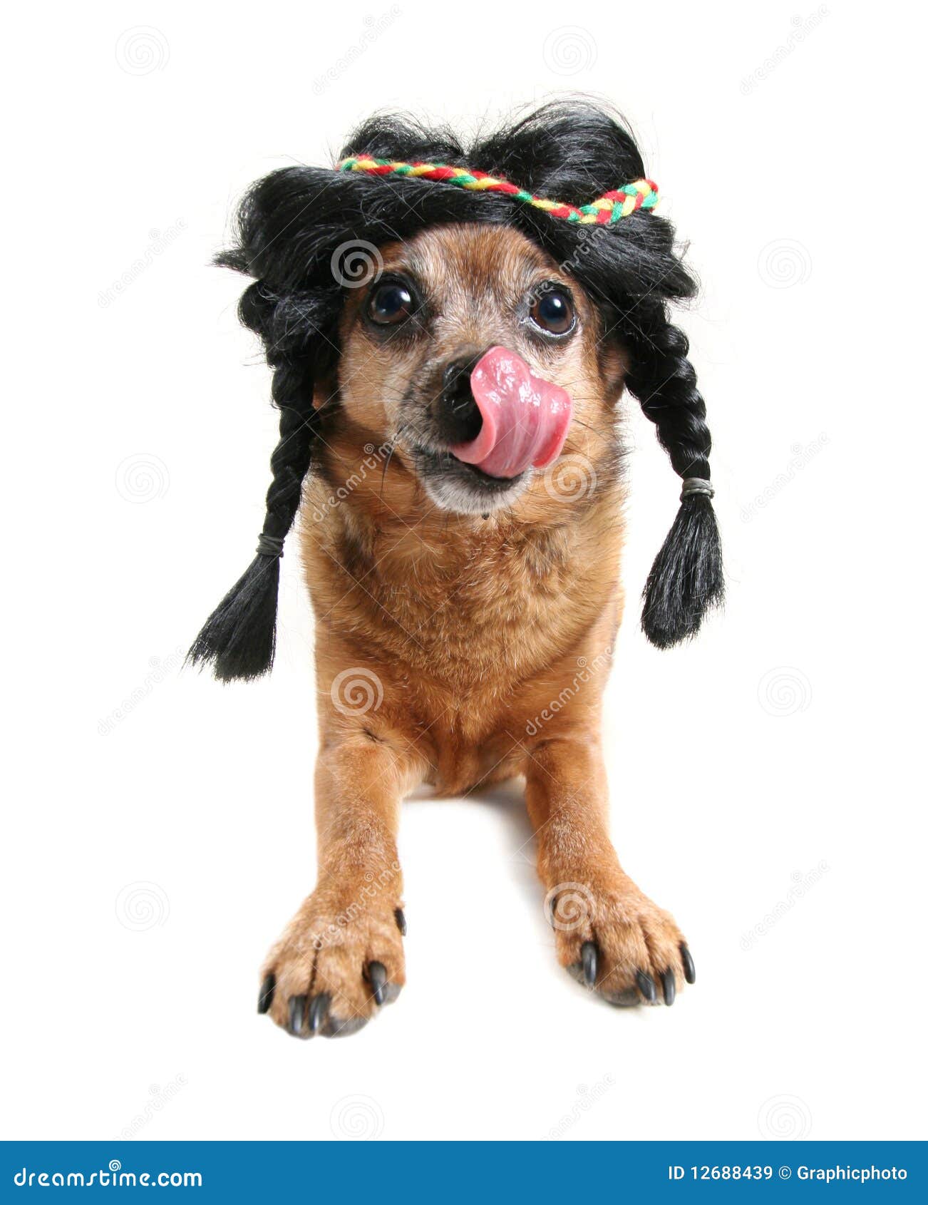 Perro indio imagen de archivo. Imagen de patas, aislado - 12688439