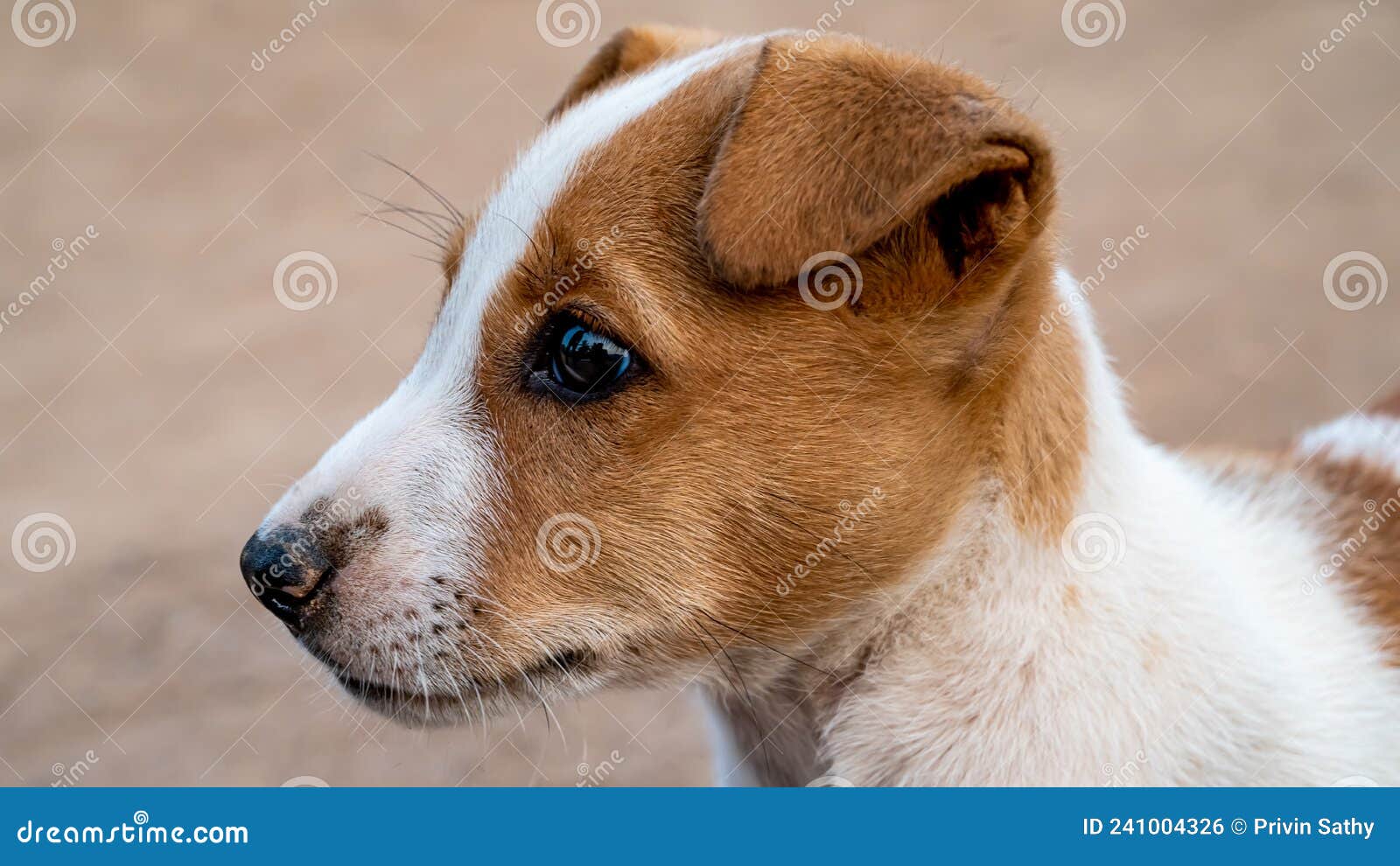 Perro indio foto de archivo. Imagen de perro, purebred - 241004326