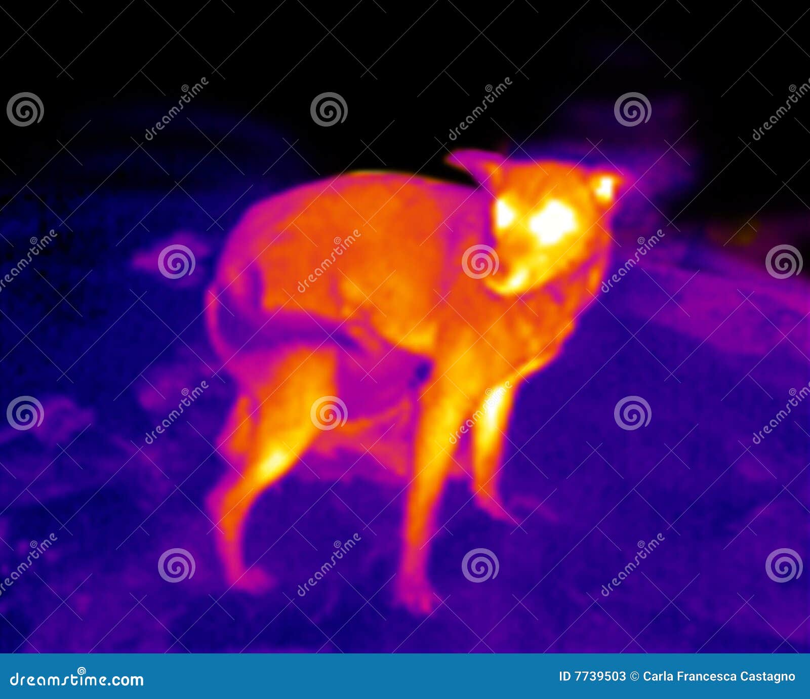 Perro infrarrojo imagen de archivo. Imagen de fantasma - 7739503