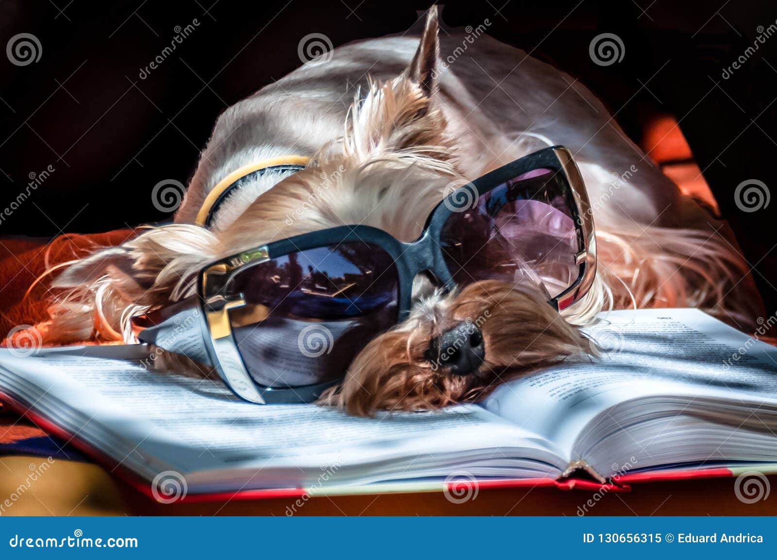 Perro intelectual imagen de archivo. Imagen de sometimes - 130656315