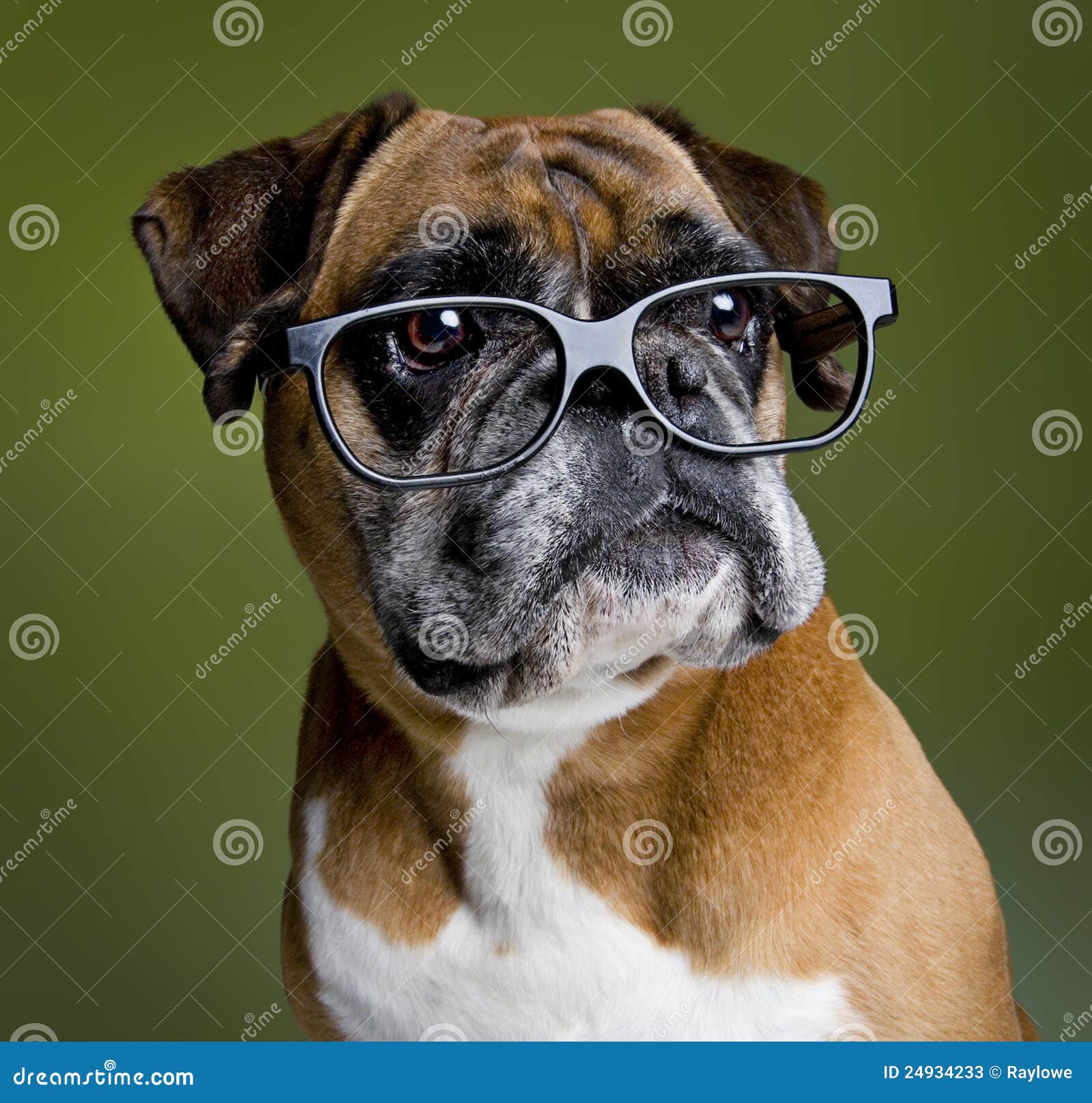 Perro Inteligente Del Boxeador Imagen de archivo - Imagen de ...