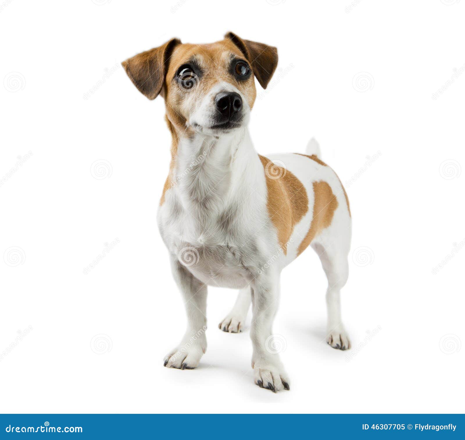Perro Jack Russell Terrier En Crecimiento Completo Imagen de archivo ...