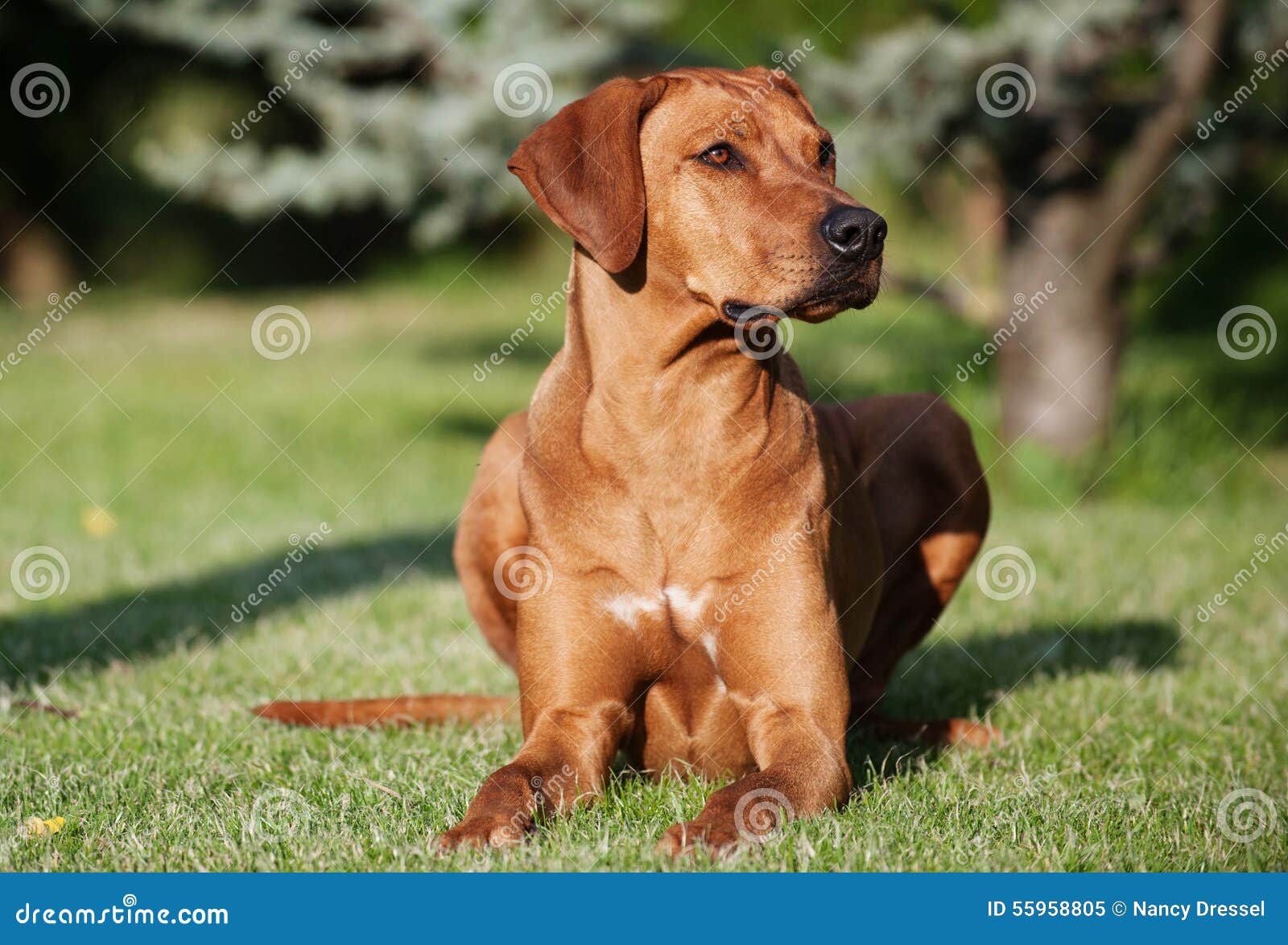 Perro Joven Adorable De La Hembra De Rhodesian Ridgeback Imagen de ...