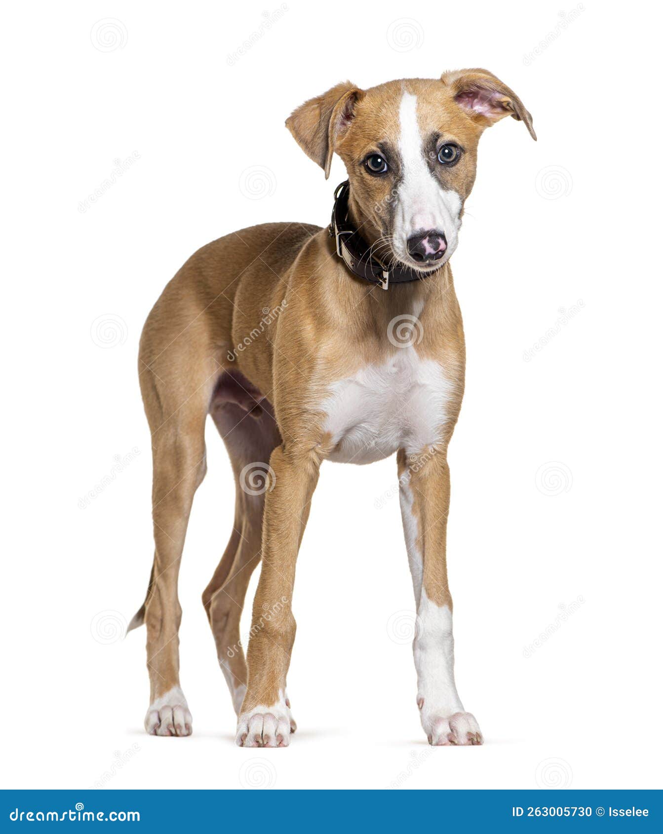Perro Joven Con Cola Aislada En Blanco Foto de archivo - Imagen de ...