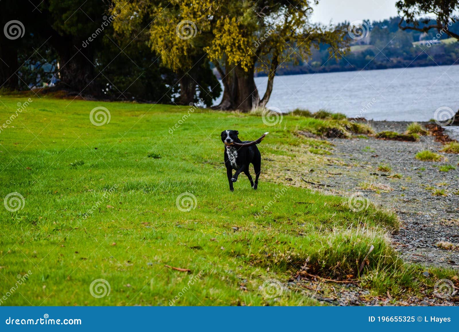 Perro Jugando Con Un Palo En El Pasto Imagen de archivo - Imagen de ...