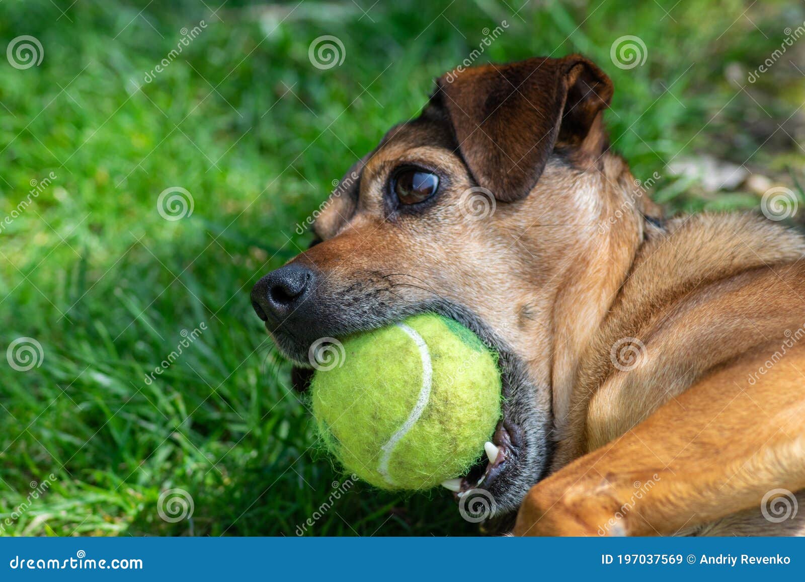 Perro Jugando Con Una Pelota. Imagen de archivo - Imagen de cubo, cara ...