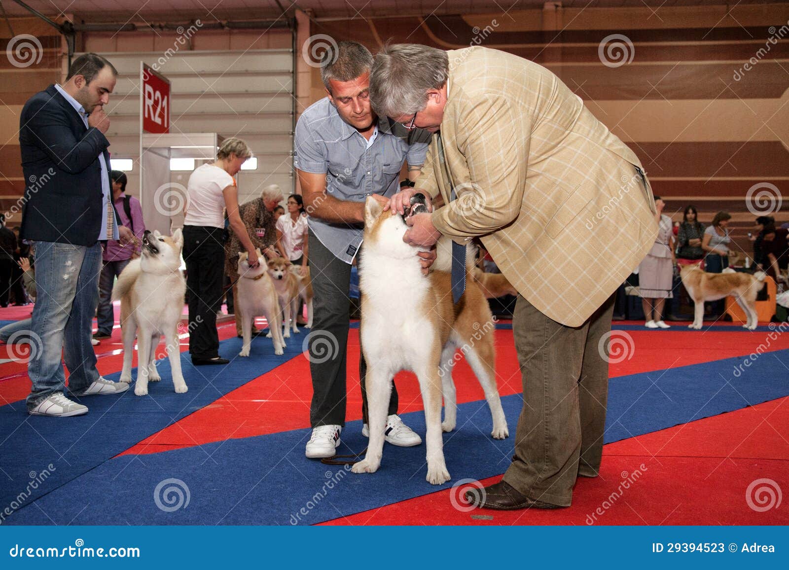 Perro juged foto de archivo editorial. Imagen de piel - 29394523