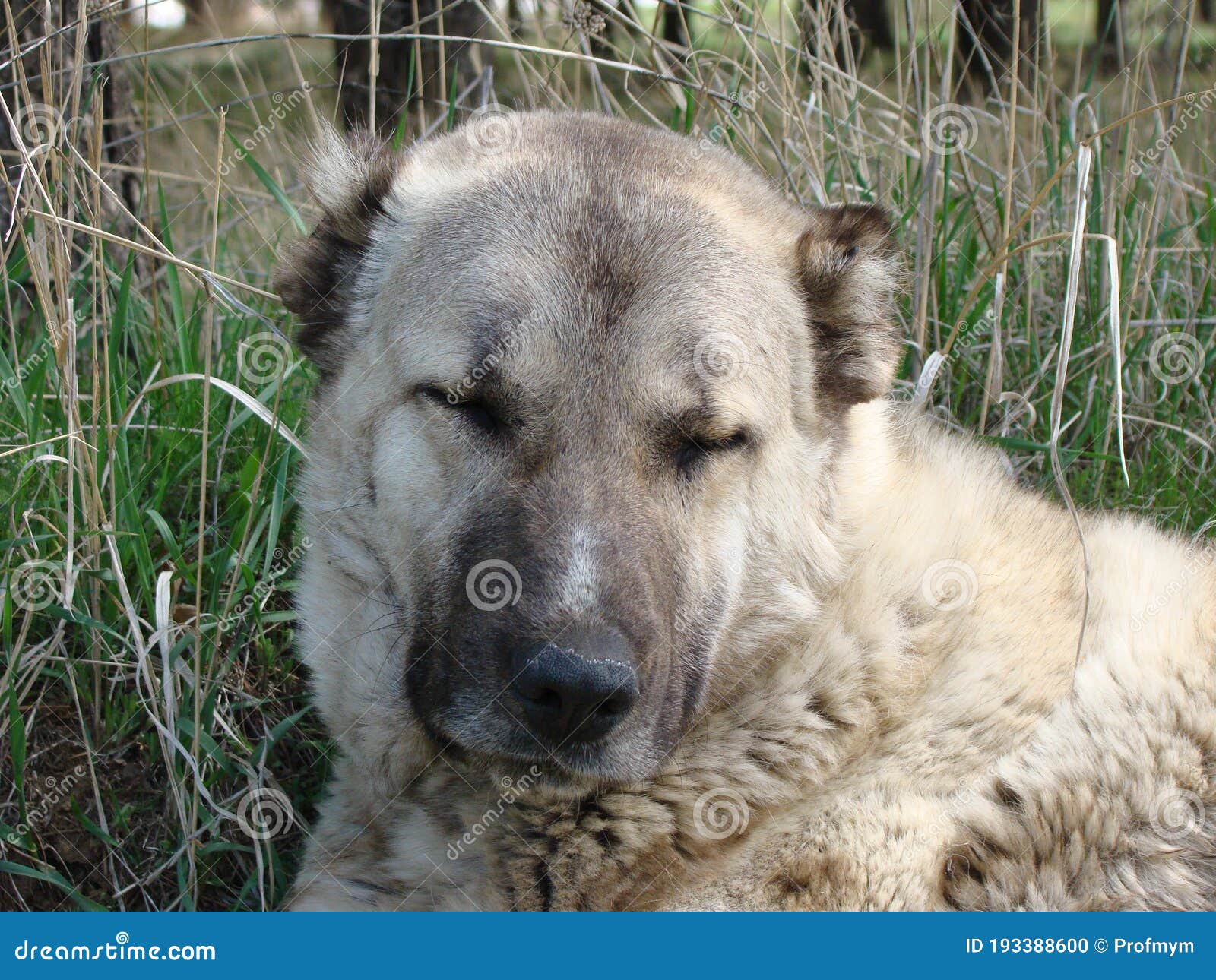 Perro Kangal Turco En El Bosque Perro Pastor Kangal Foto de archivo ...