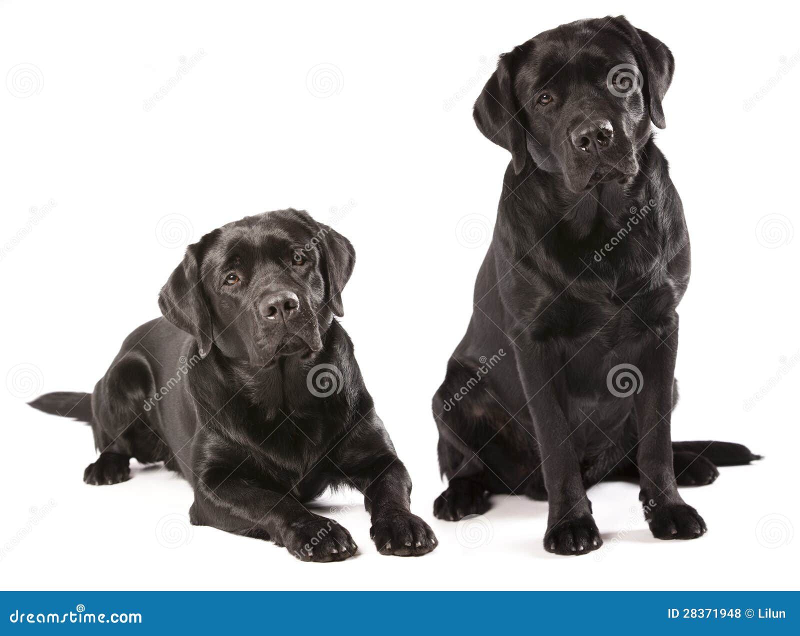 Perro Labrado foto de archivo. Imagen de perro, aislado - 28371948