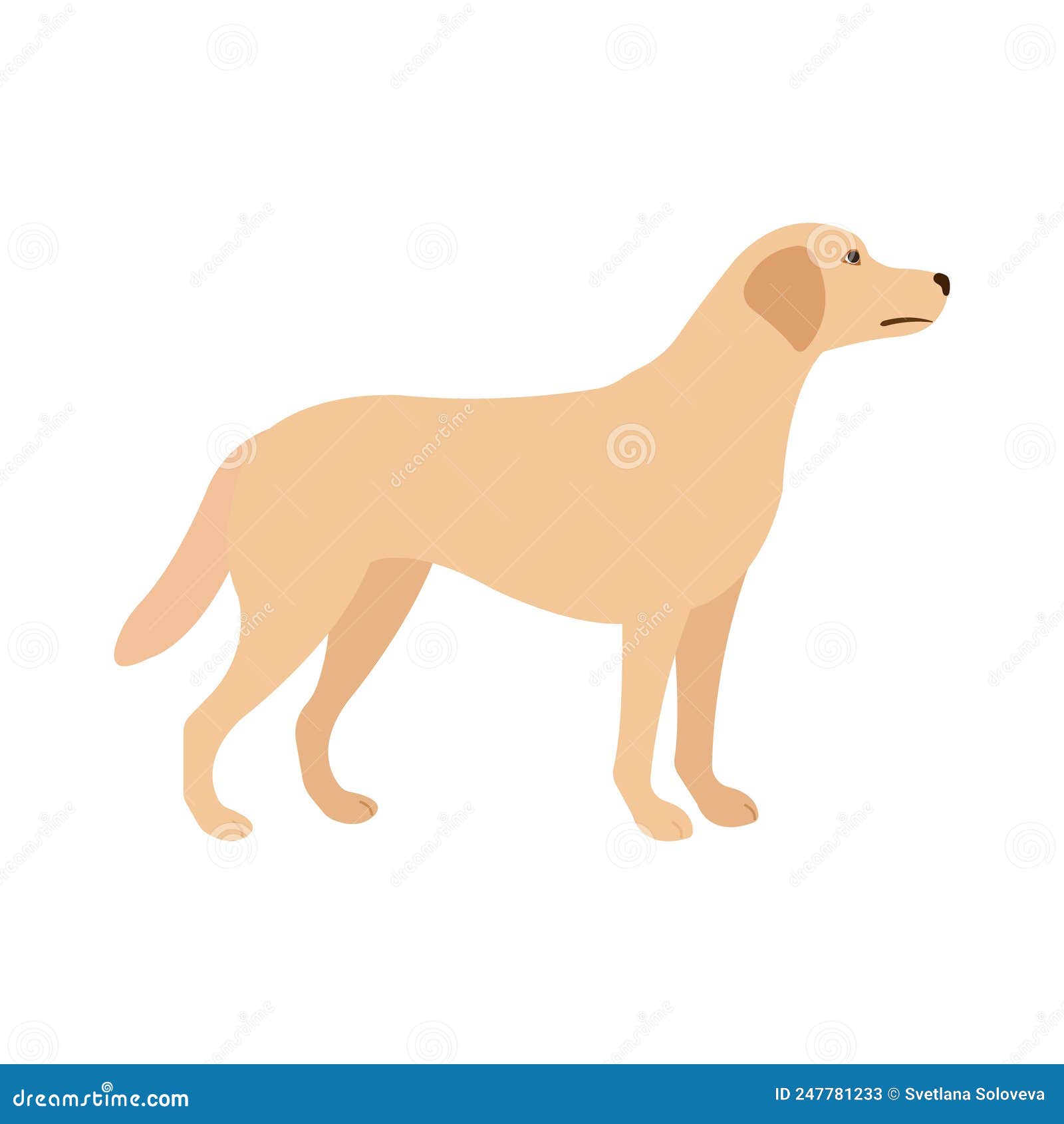 Perro Labrador Plano Vectorial Ilustración del Vector - Ilustración de ...