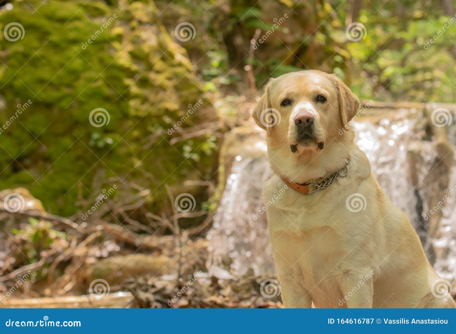 Perro Labrador Sentado Frente a Una Cascada Imagen de archivo - Imagen ...