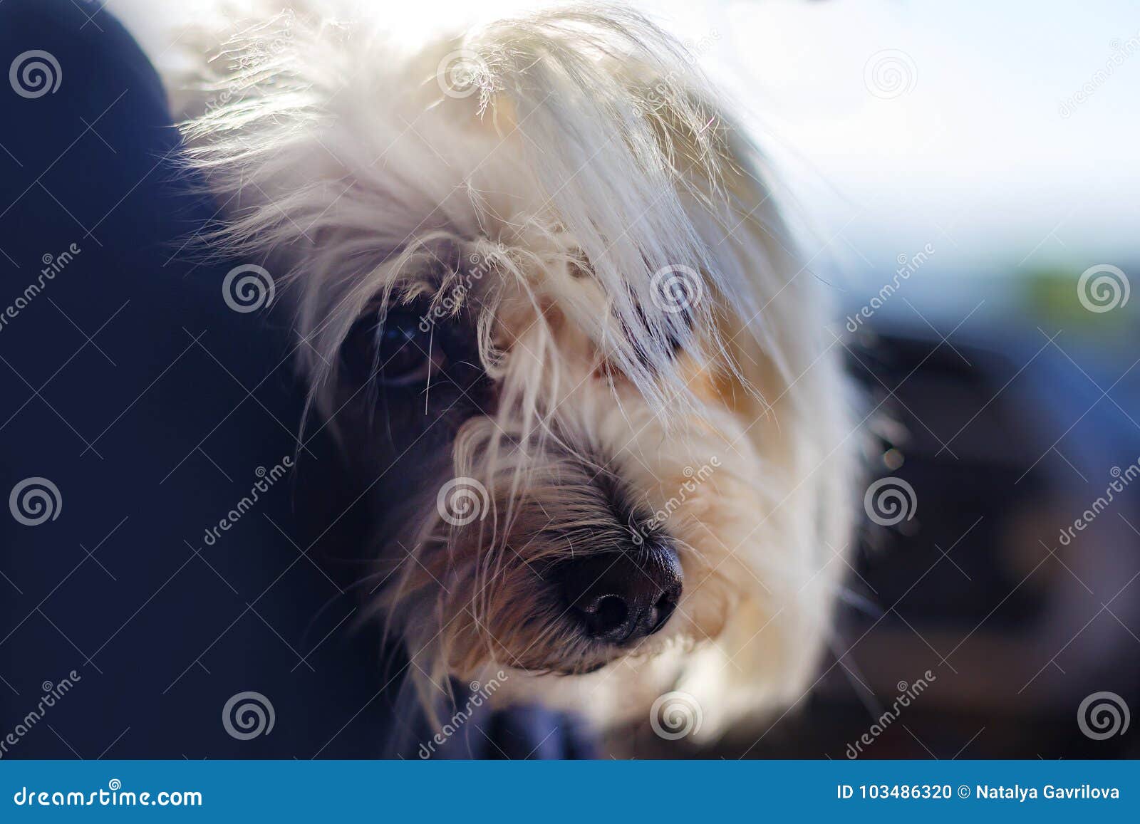Perro lanudo foto de archivo. Imagen de retrato, gris - 103486320