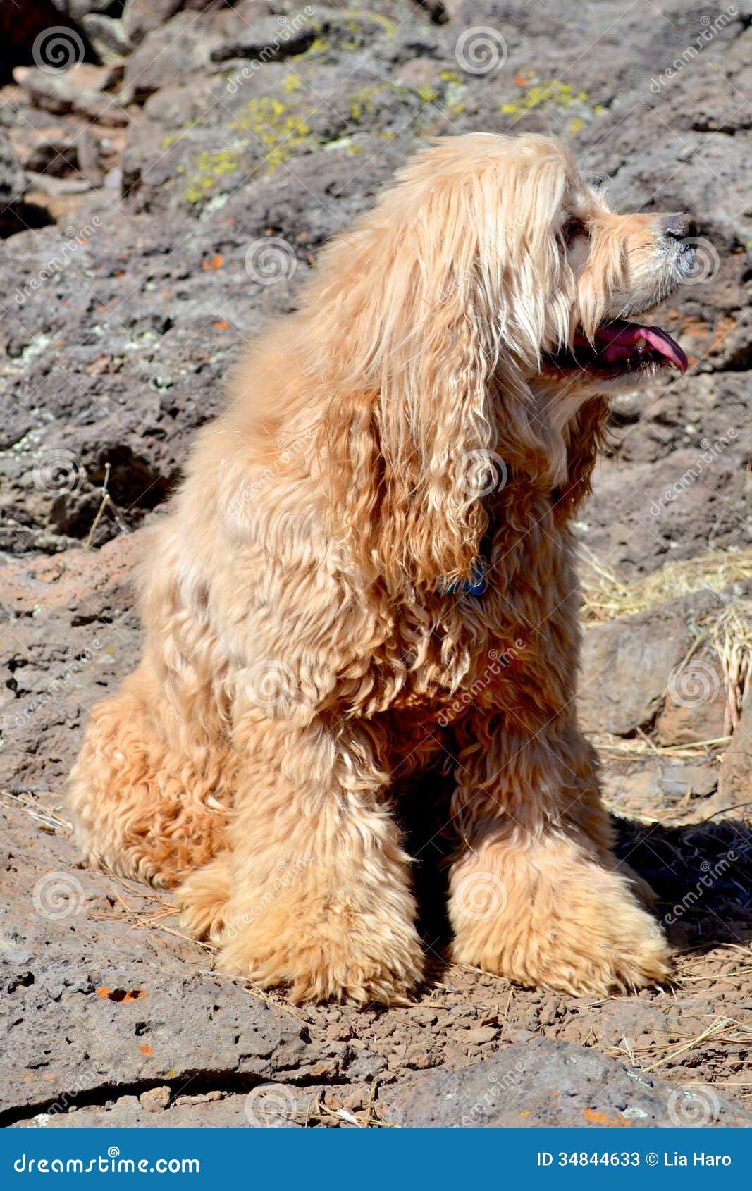 Perro lanudo imagen de archivo. Imagen de feliz, animal - 34844633