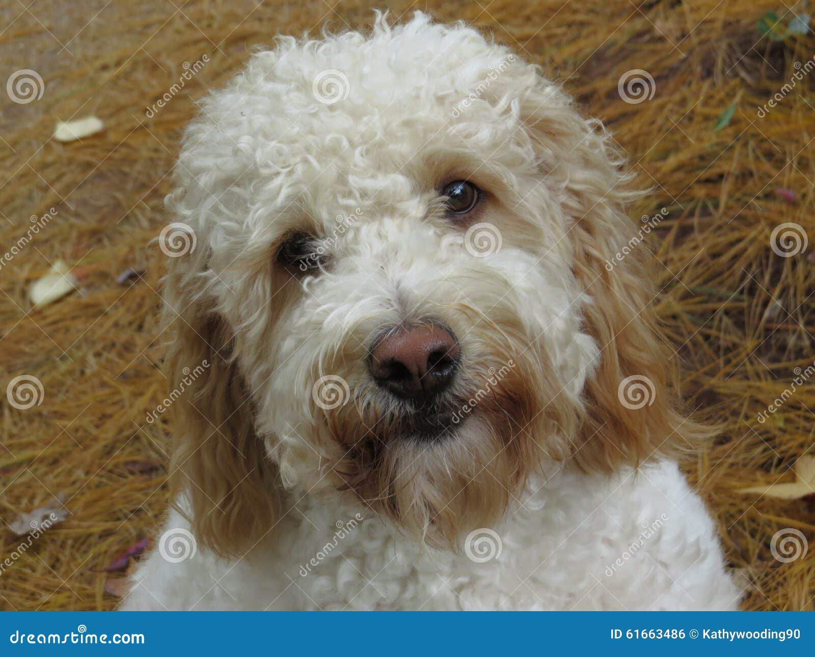 Perro lanudo foto de archivo. Imagen de perrito, mascota - 61663486