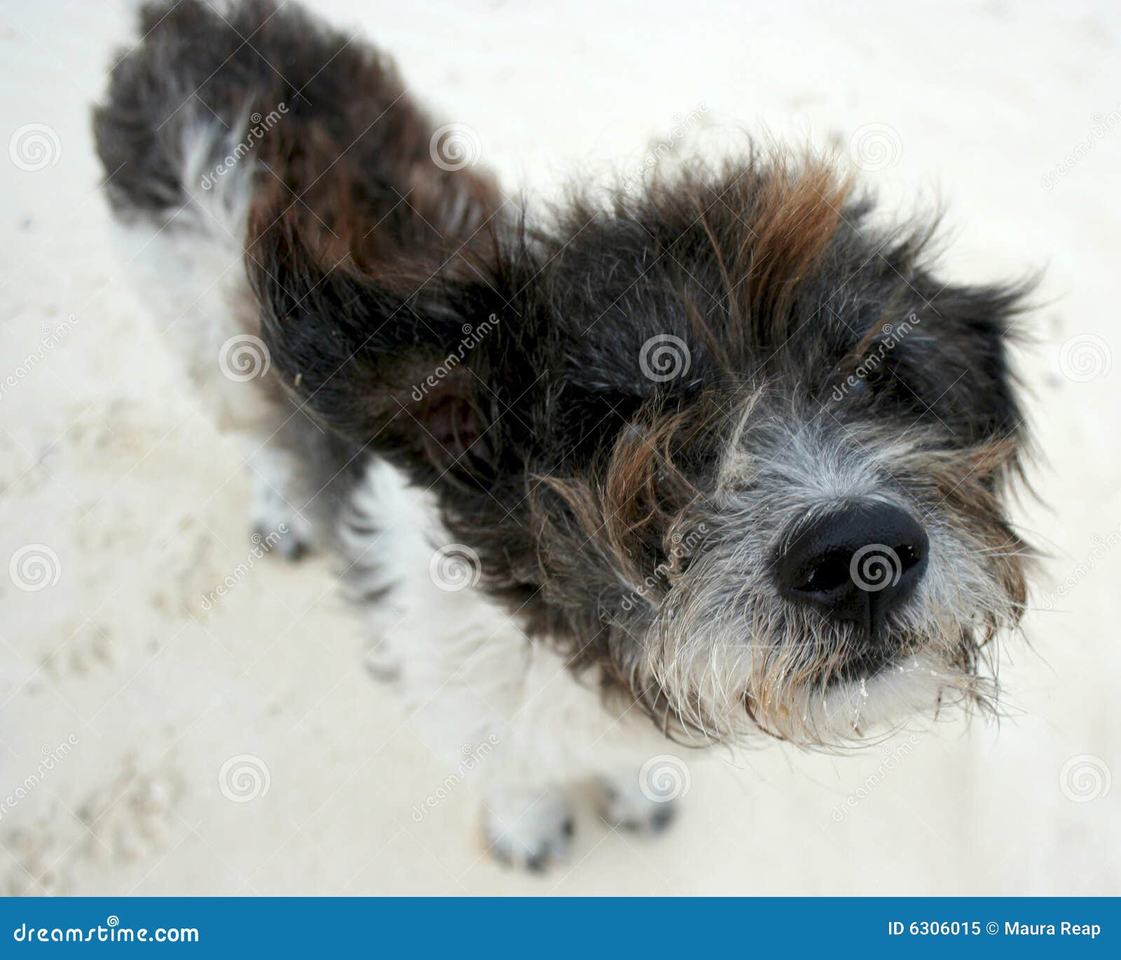 Perro lanudo imagen de archivo. Imagen de nariz, playa - 6306015