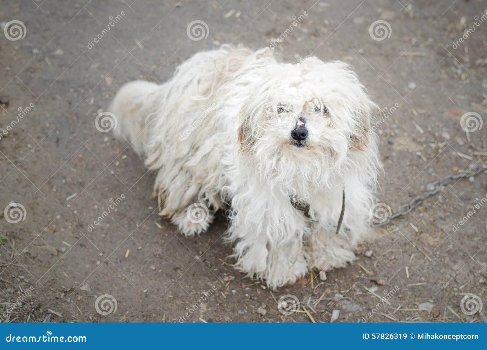 Perro Lanudo Blanco De Las Fotos Imagen de archivo - Imagen de gris ...