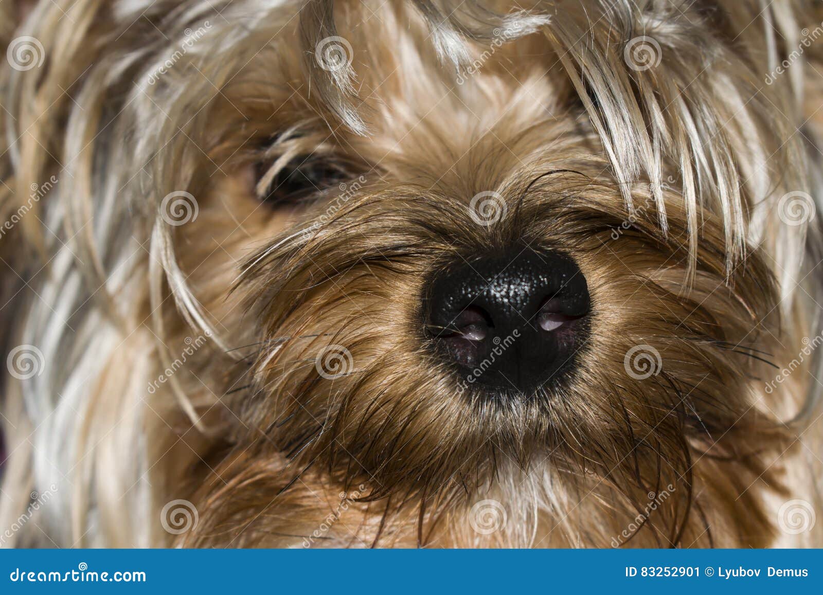 Perro Lanudo De La Raza Mezclada Imagen de archivo - Imagen de cuidado ...