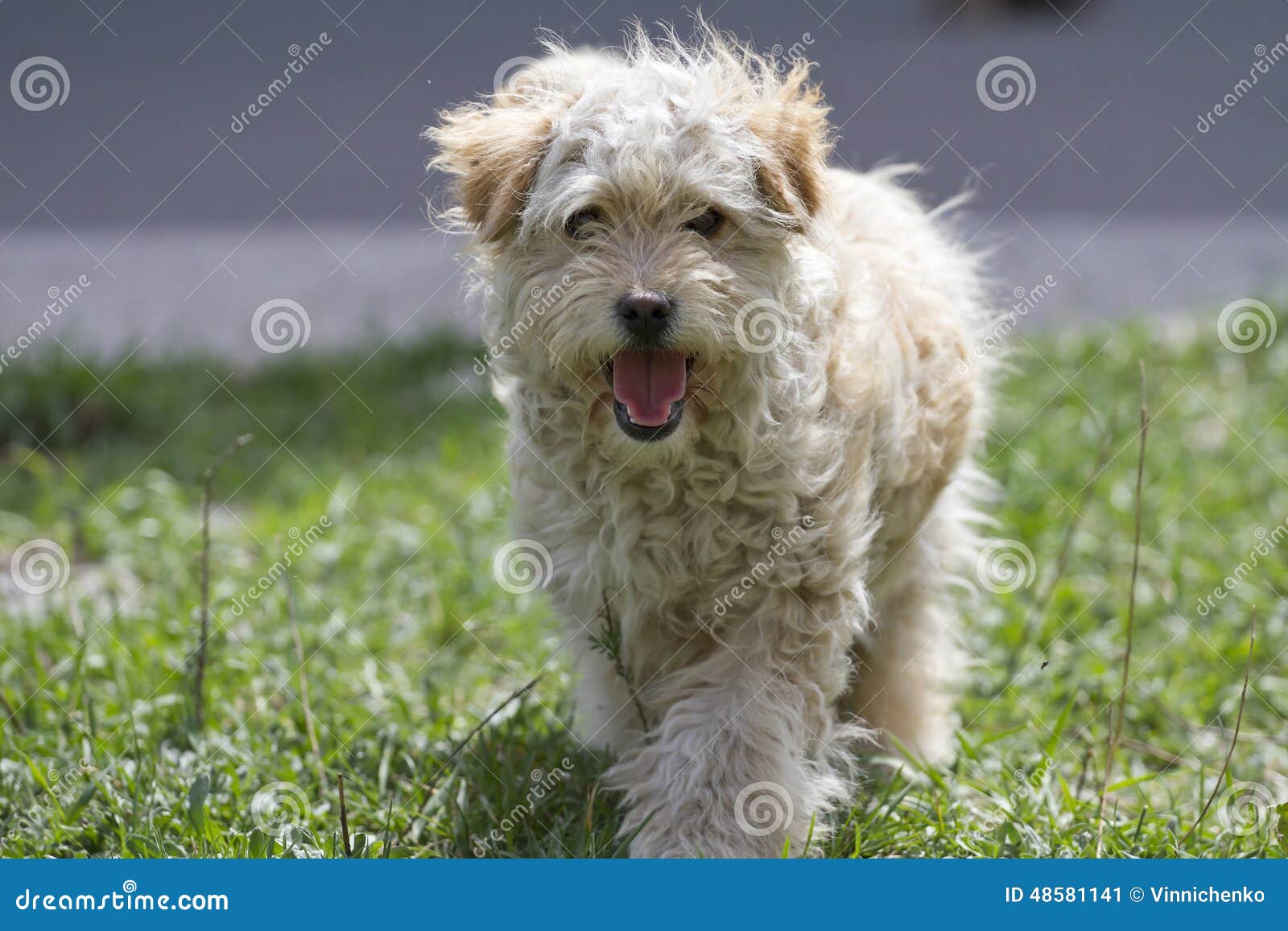 Perro lanudo lindo imagen de archivo. Imagen de pelo - 48581141