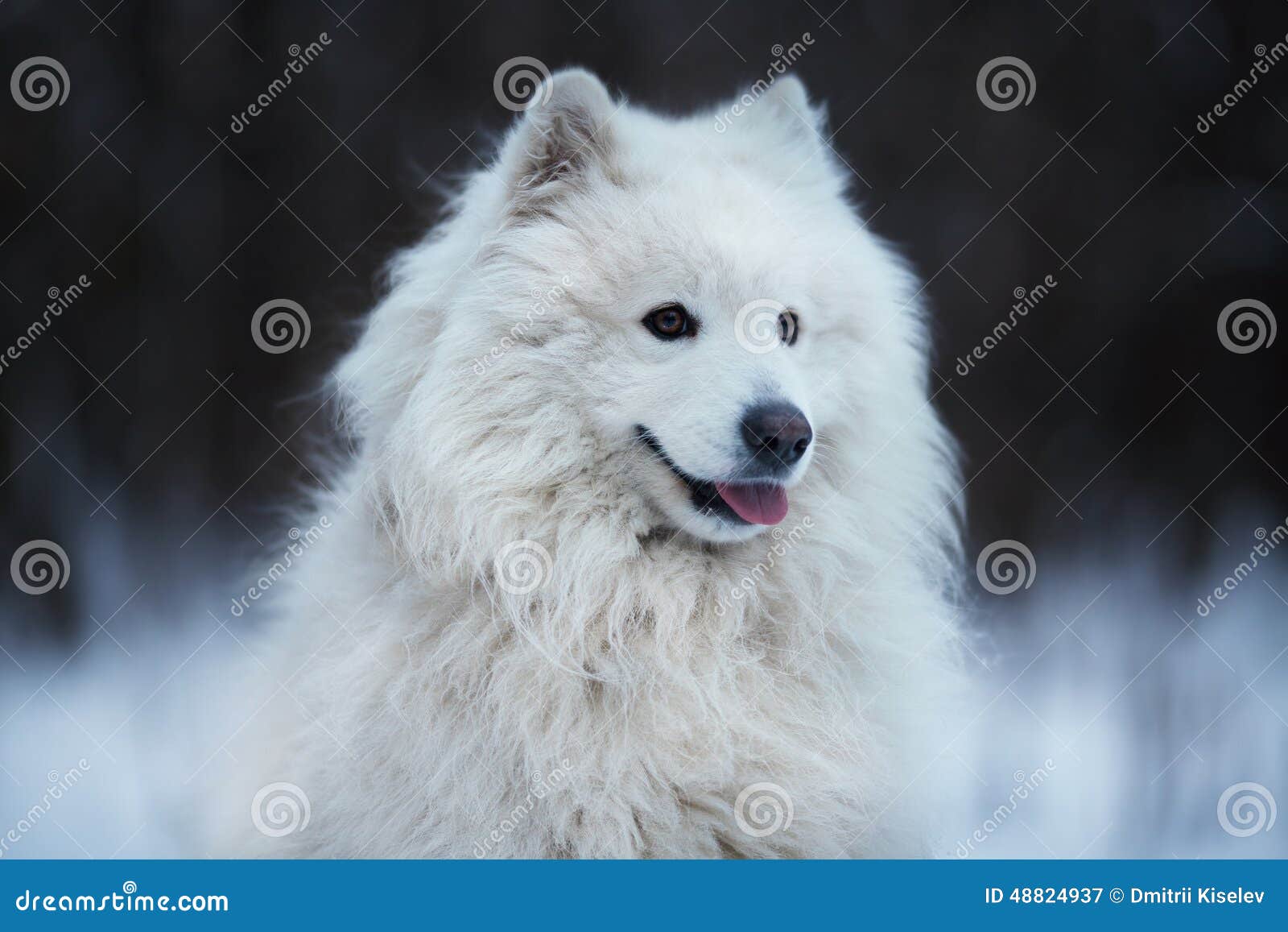 Perro Lanudo Que Se Sienta En La Nieve Imagen de archivo - Imagen de ...