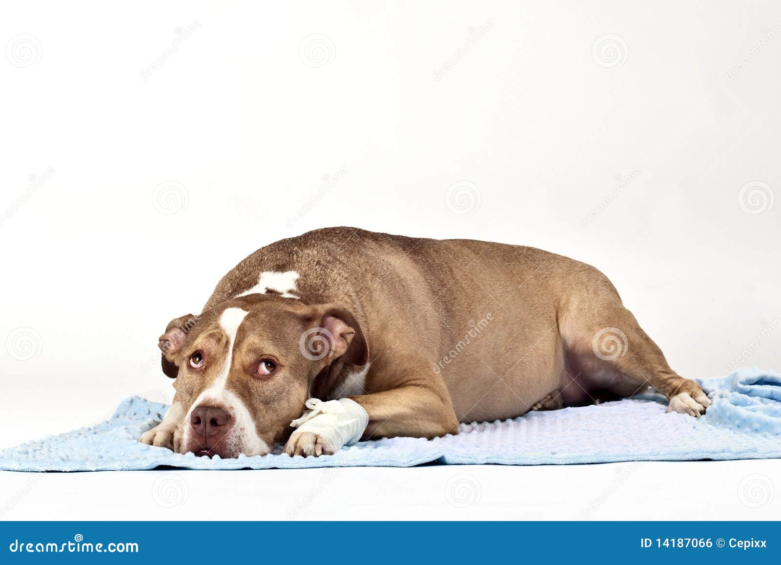 Perro lastimado foto de archivo. Imagen de dolor, mirando - 14187066