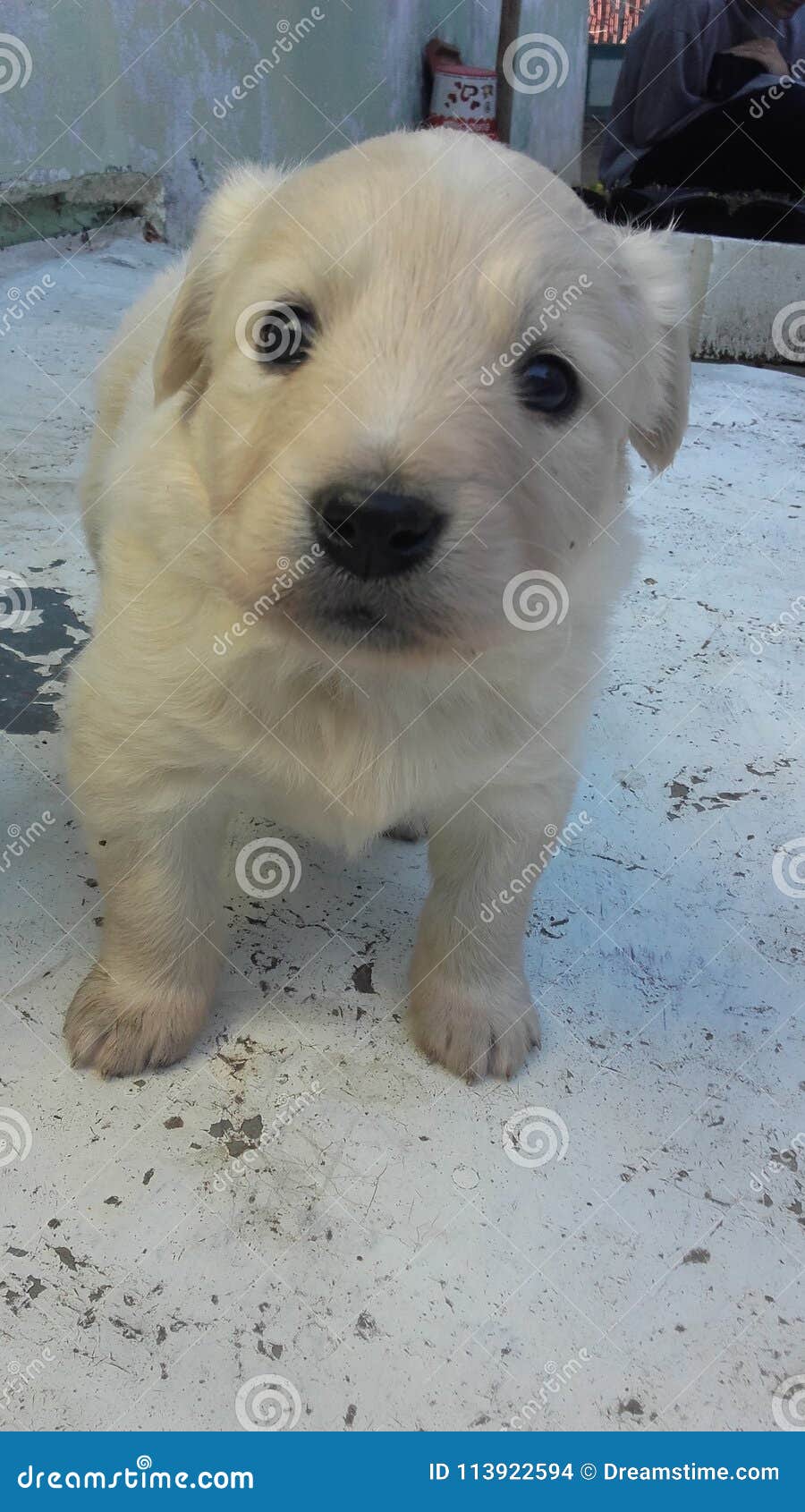 Perro lindo foto de archivo. Imagen de lindo, mascota - 113922594