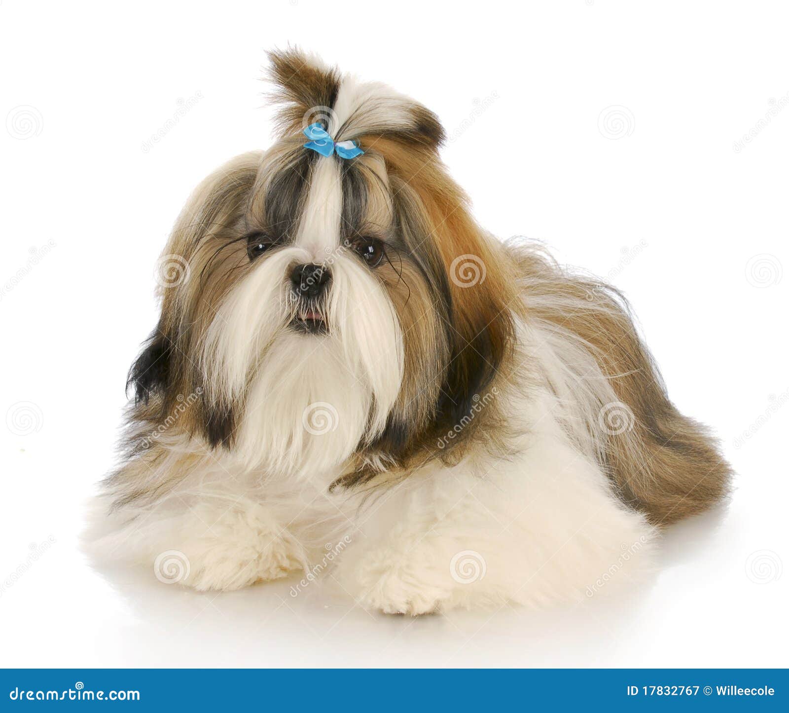 Perro lindo imagen de archivo. Imagen de retrato, preparado - 17832767