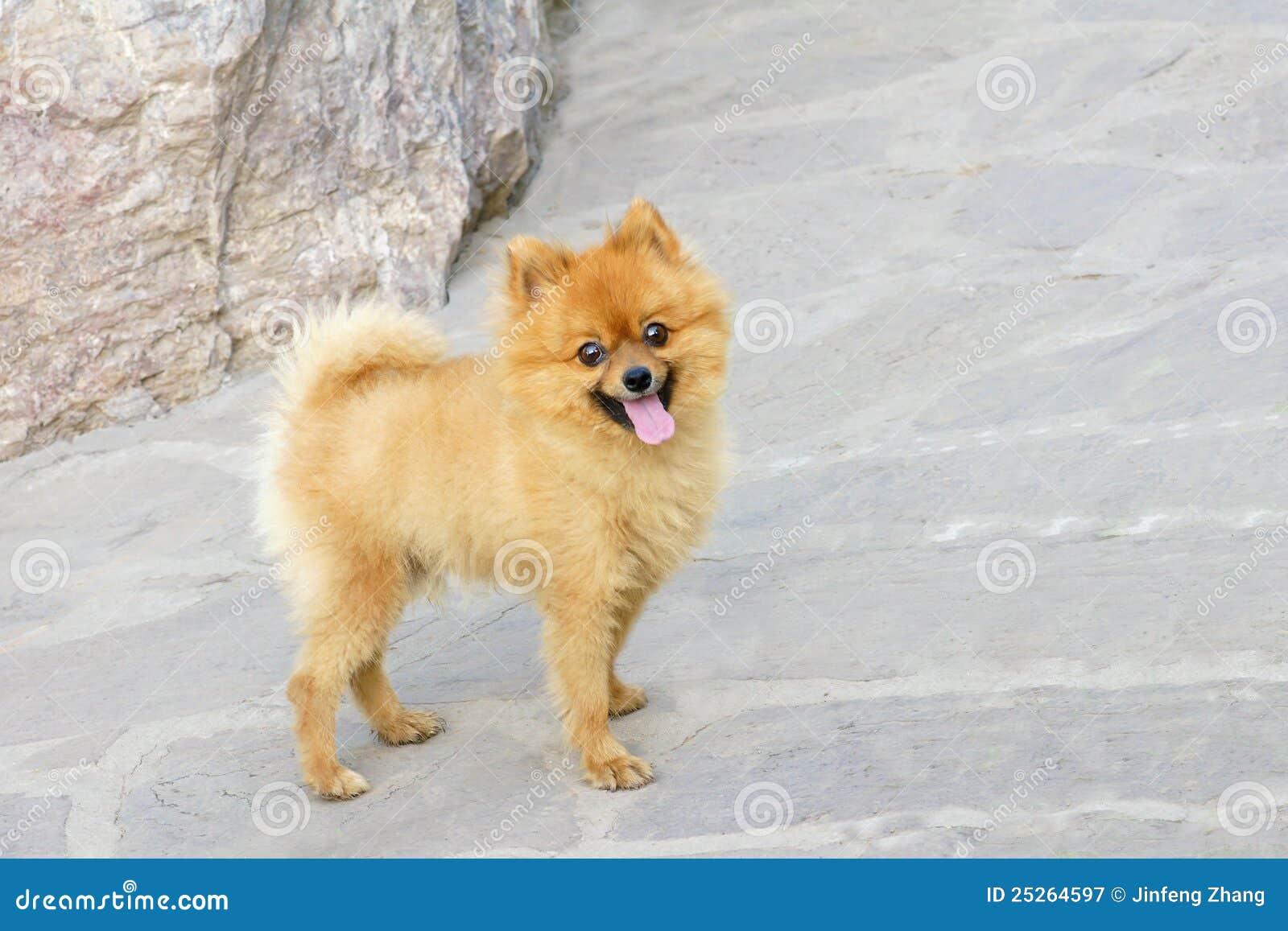 Perro lindo imagen de archivo. Imagen de mascotas, canino - 25264597