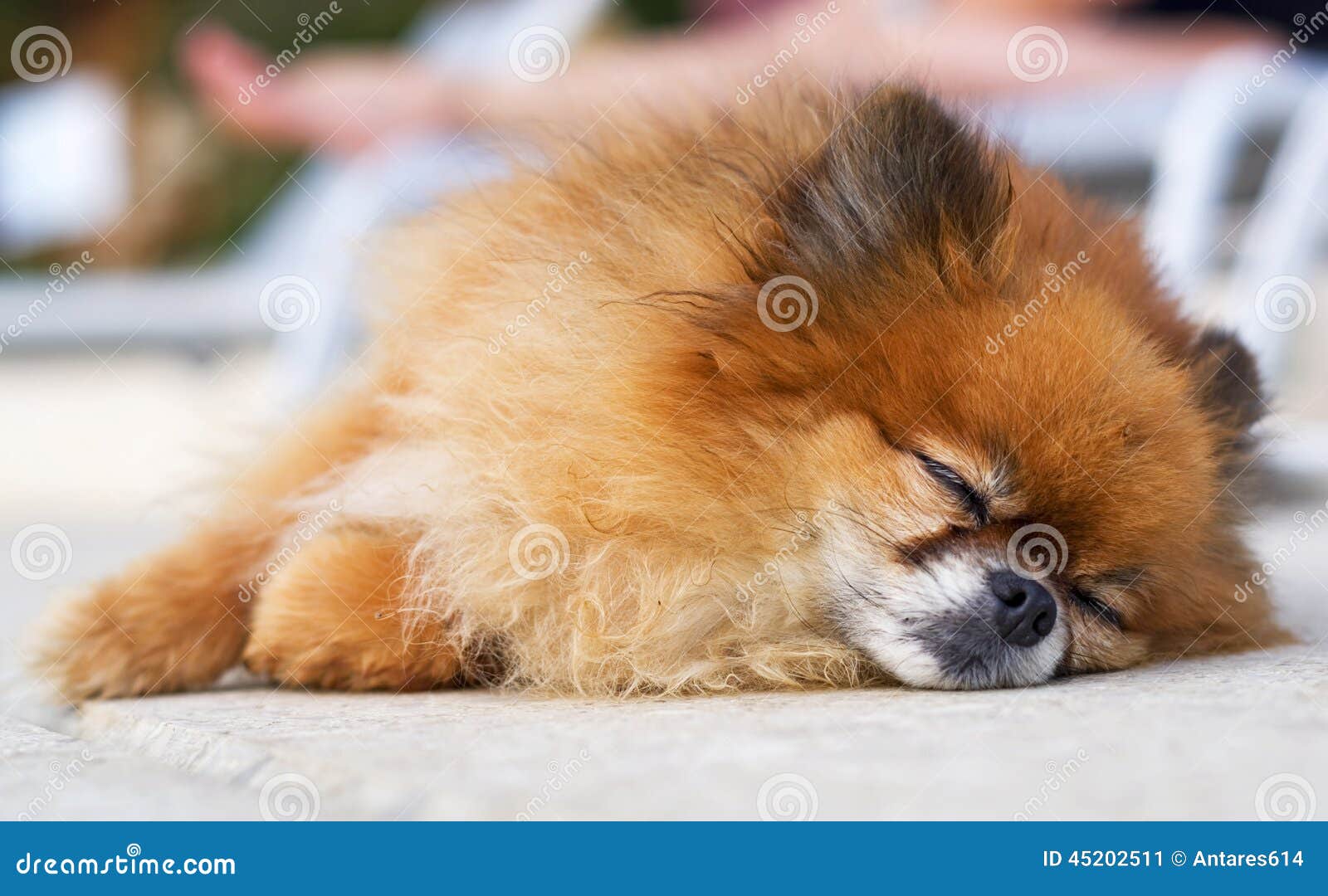 Perro lindo imagen de archivo. Imagen de narciso, lindo - 45202511